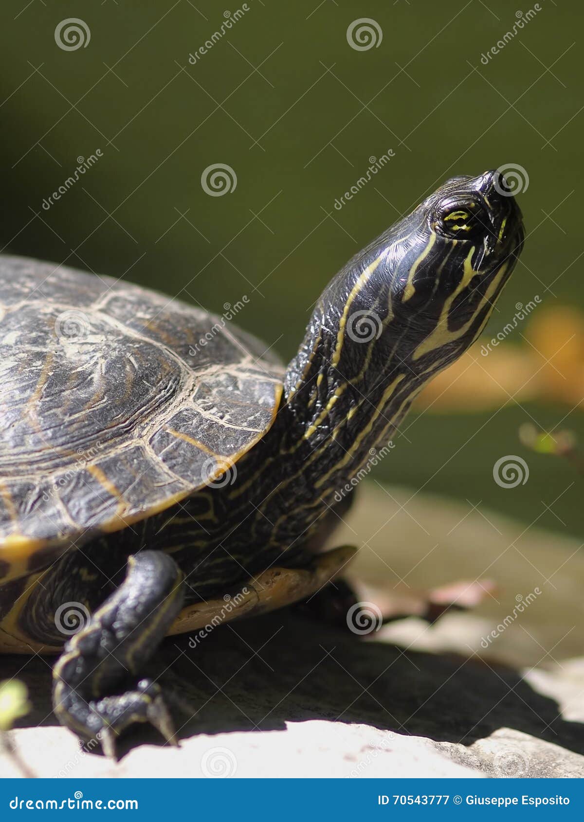Turtle on the rock stock image. Image of outdoor, rock - 70543777