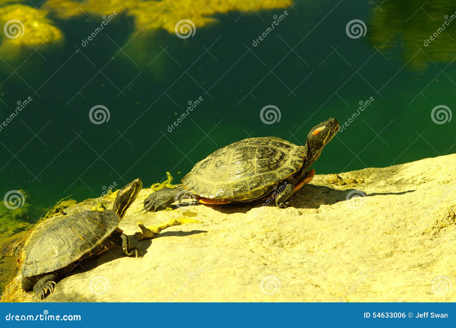 Turtle on a rock stock photo. Image of soaking, turtle - 54633006
