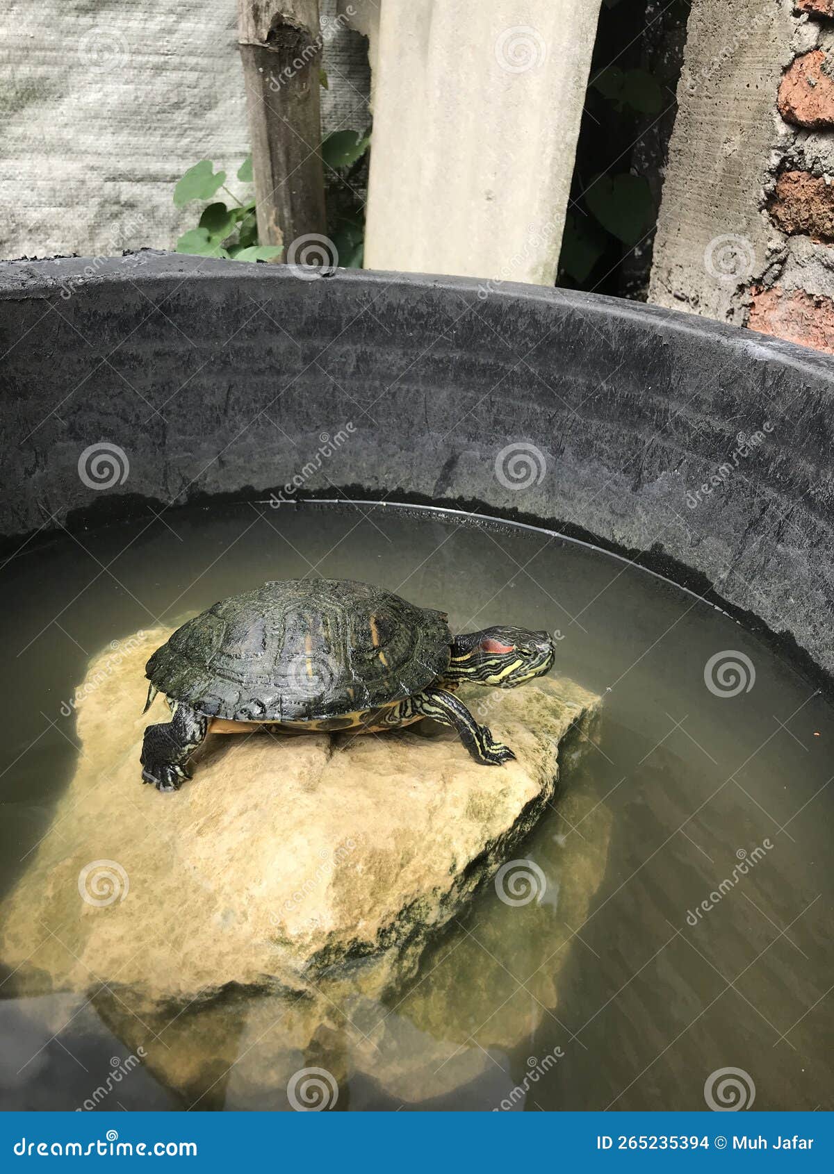 Turtle on the rock stock photo. Image of animal, water - 265235394