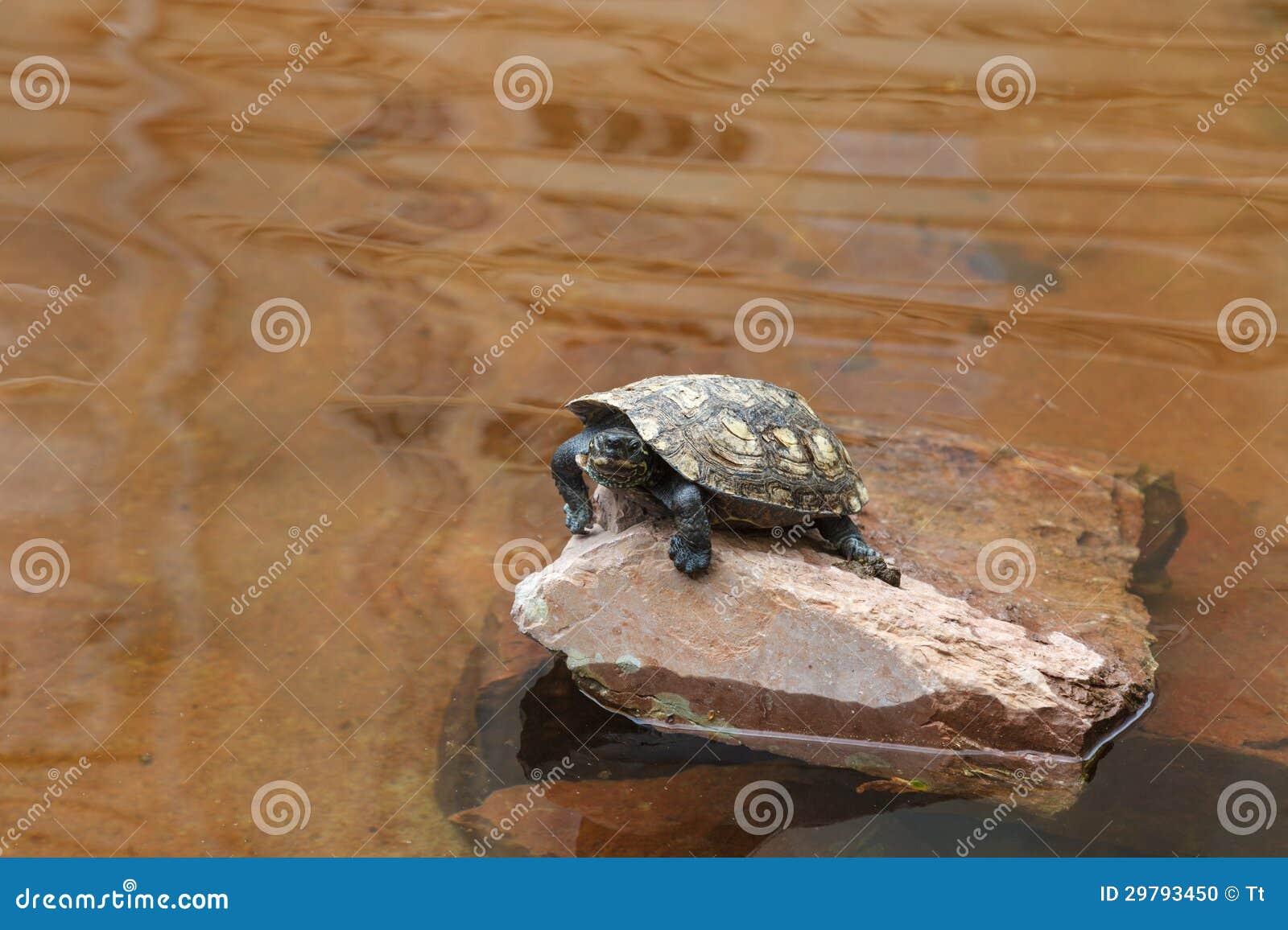 Turtle on a rock stock photo. Image of wild, water, pond - 29793450
