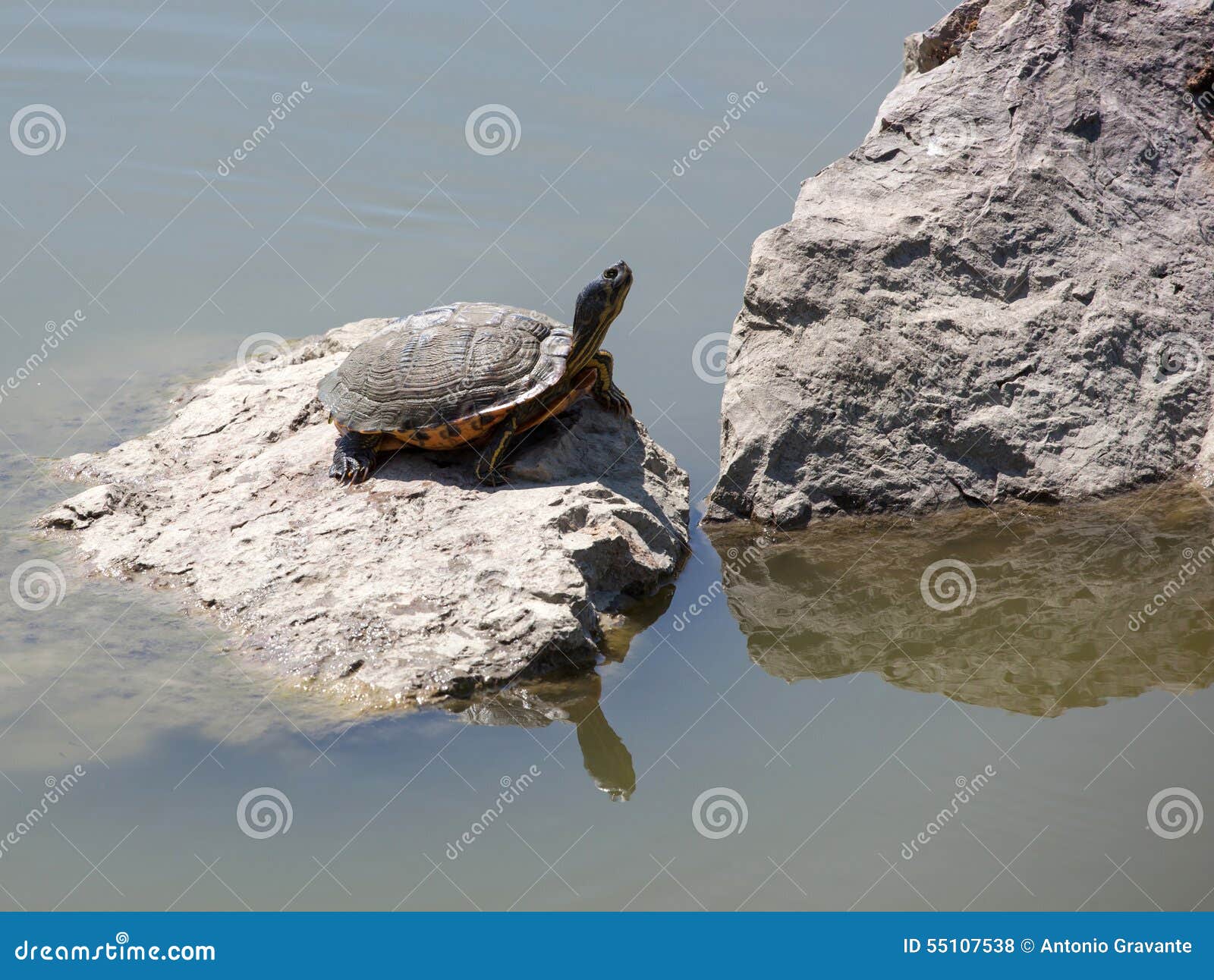 Turtle on a Rock in the Water Stock Photo - Image of rock, surface ...