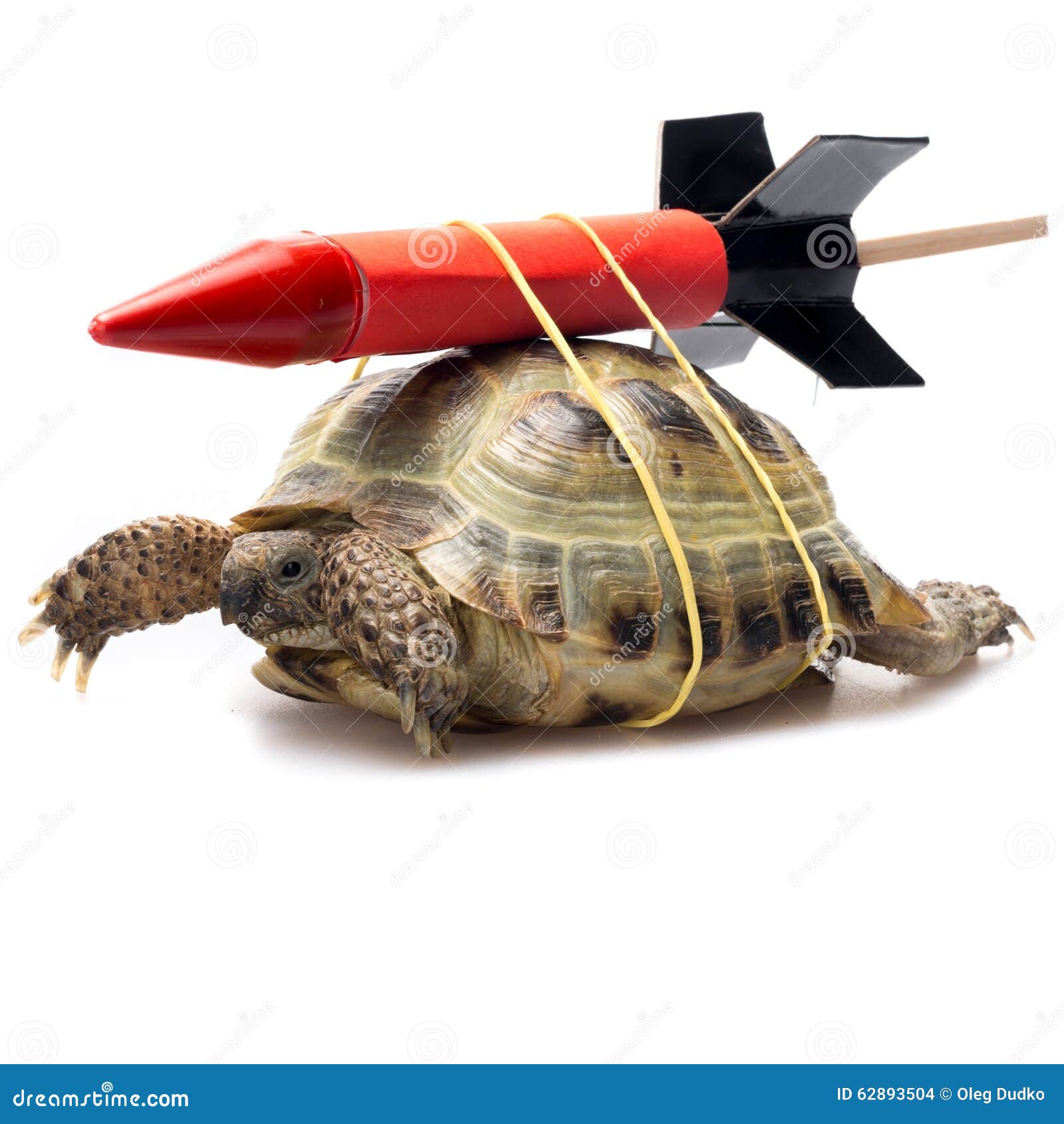 Turtle stock photo. Image of isolated, energy, winning - 62893504