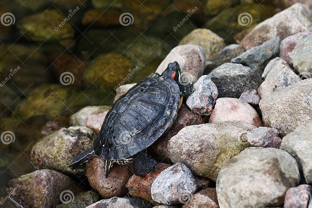 Turtle on rocks stock image. Image of life, turtle, spring - 38442437