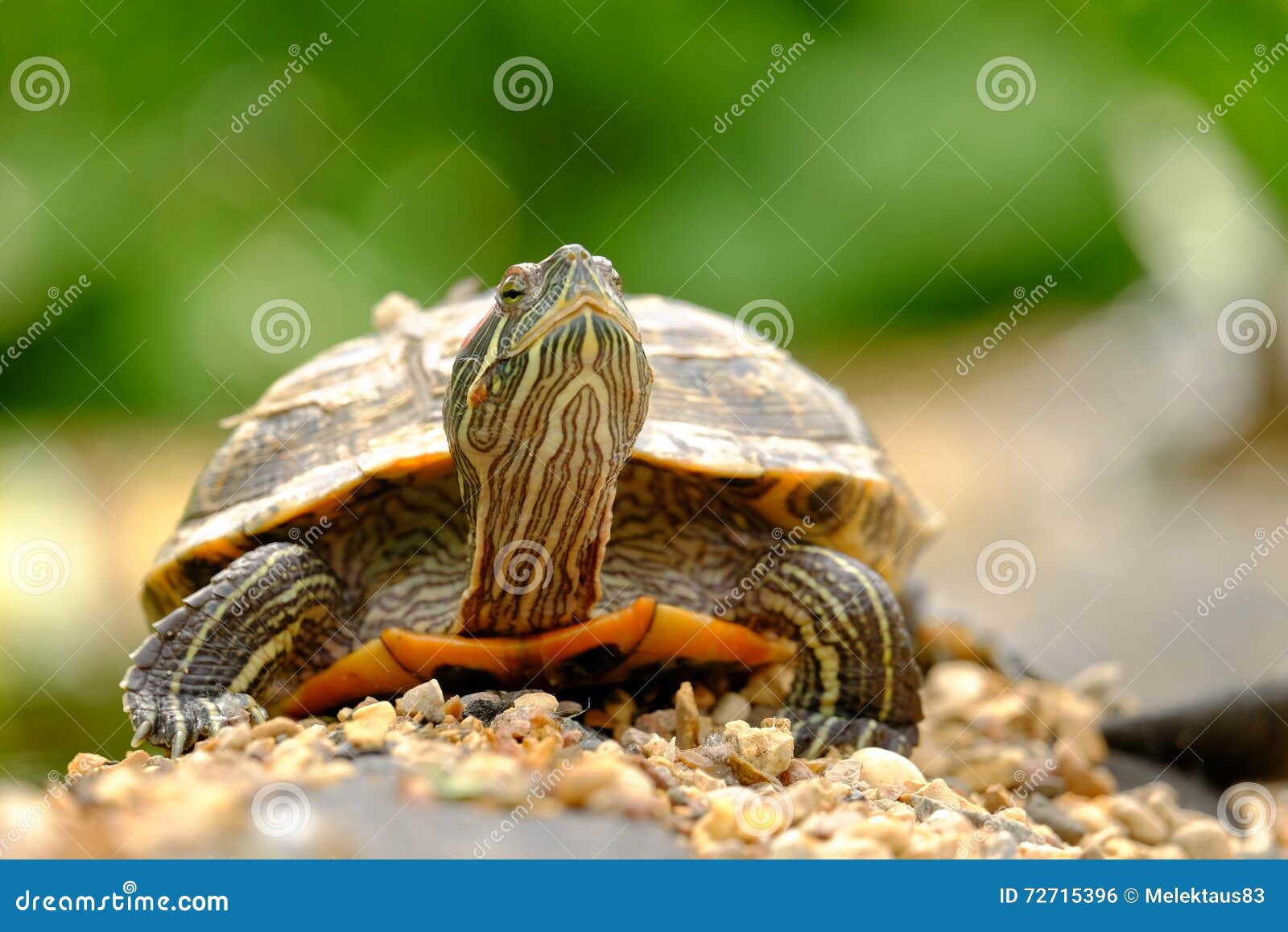 Turtle on the rocks stock photo. Image of selective, carapace - 72715396