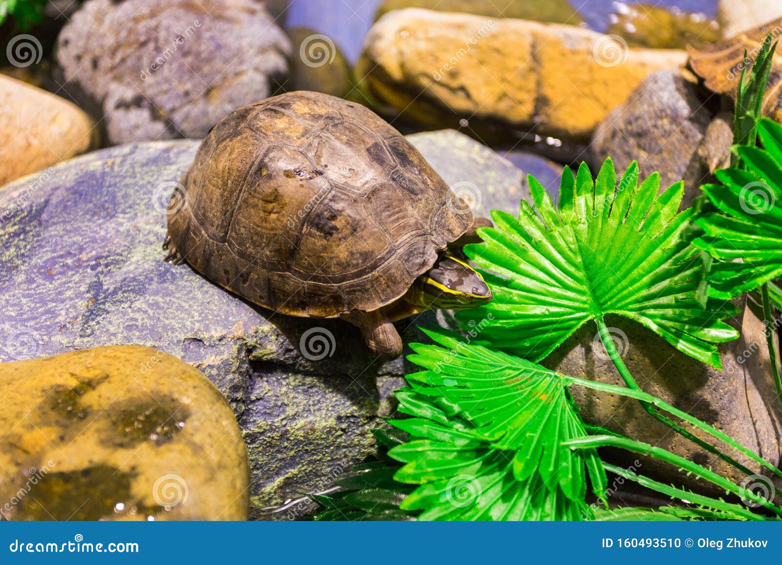 Turtle on the rocks stock photo. Image of life, natural - 160493510