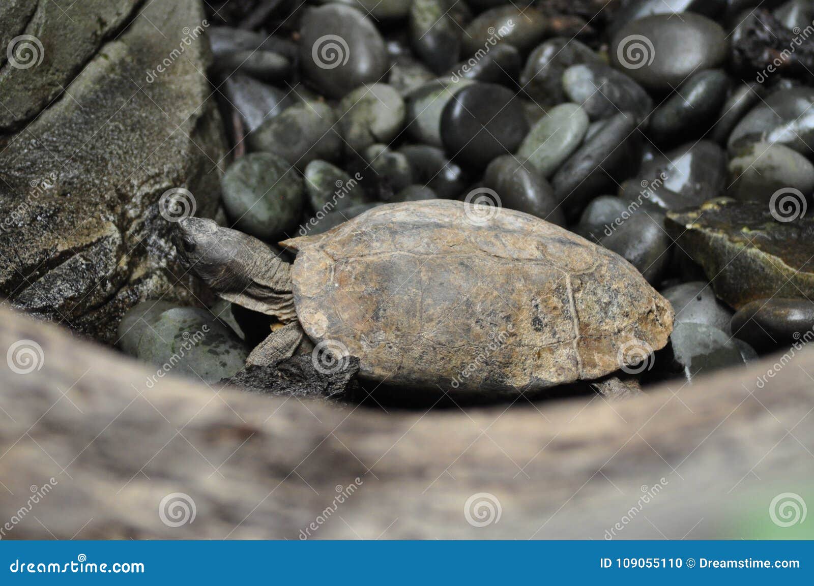 I Spy Turtle Stock Photos - Free & Royalty-Free Stock Photos from ...