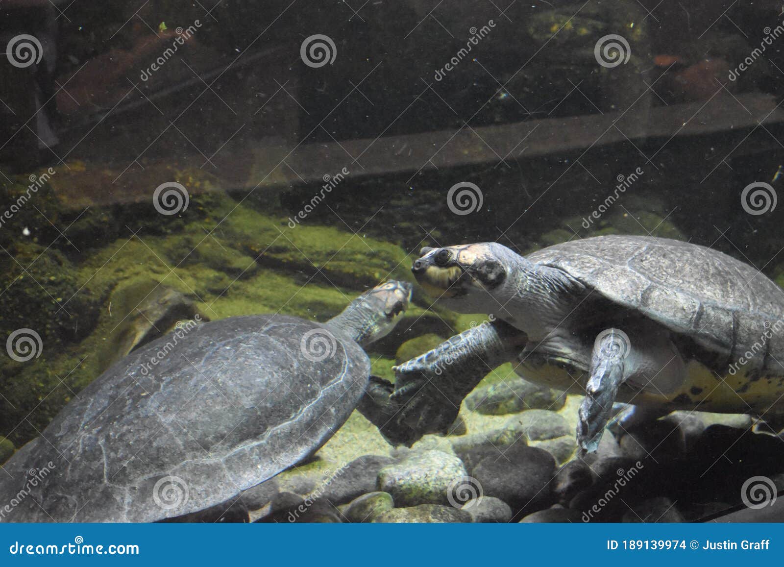 Turtle on Rocks by the Water Stock Photo - Image of outdoor, asia ...