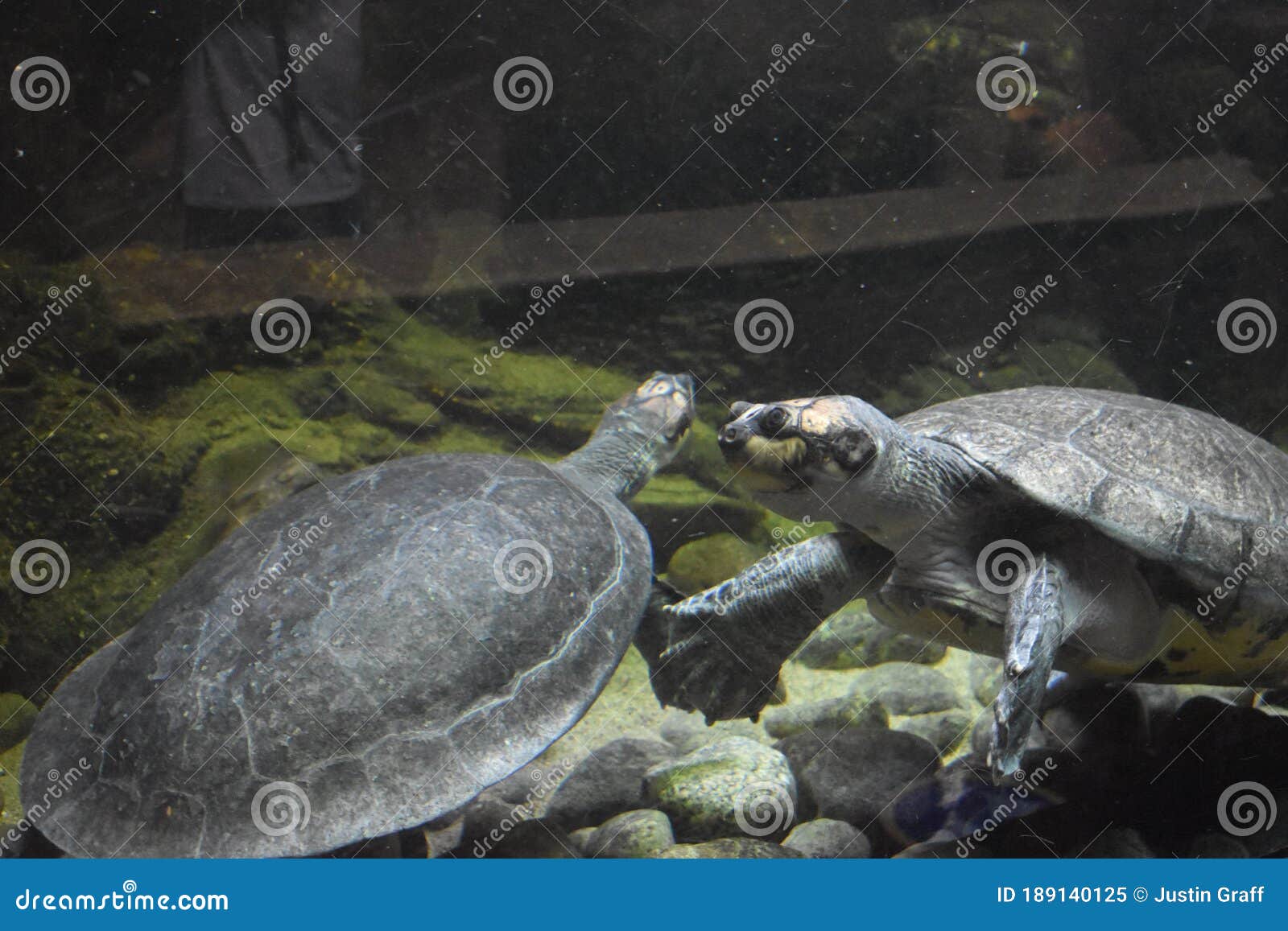 Turtle on Rocks by the Water Stock Image - Image of rocks, jurassic ...