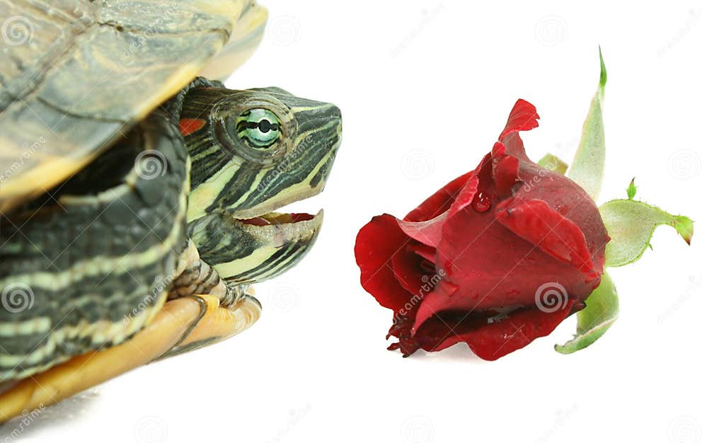 Turtle and rose stock image. Image of decoration, celebration - 16243145
