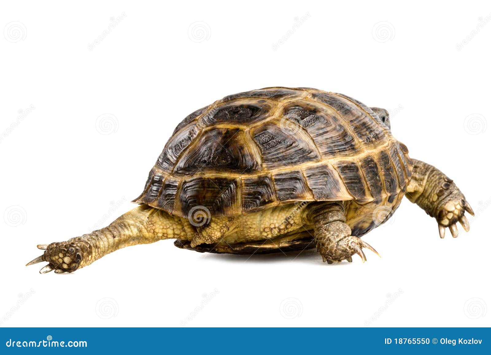 Turtle's Back Stock Photo - Image: 18765550