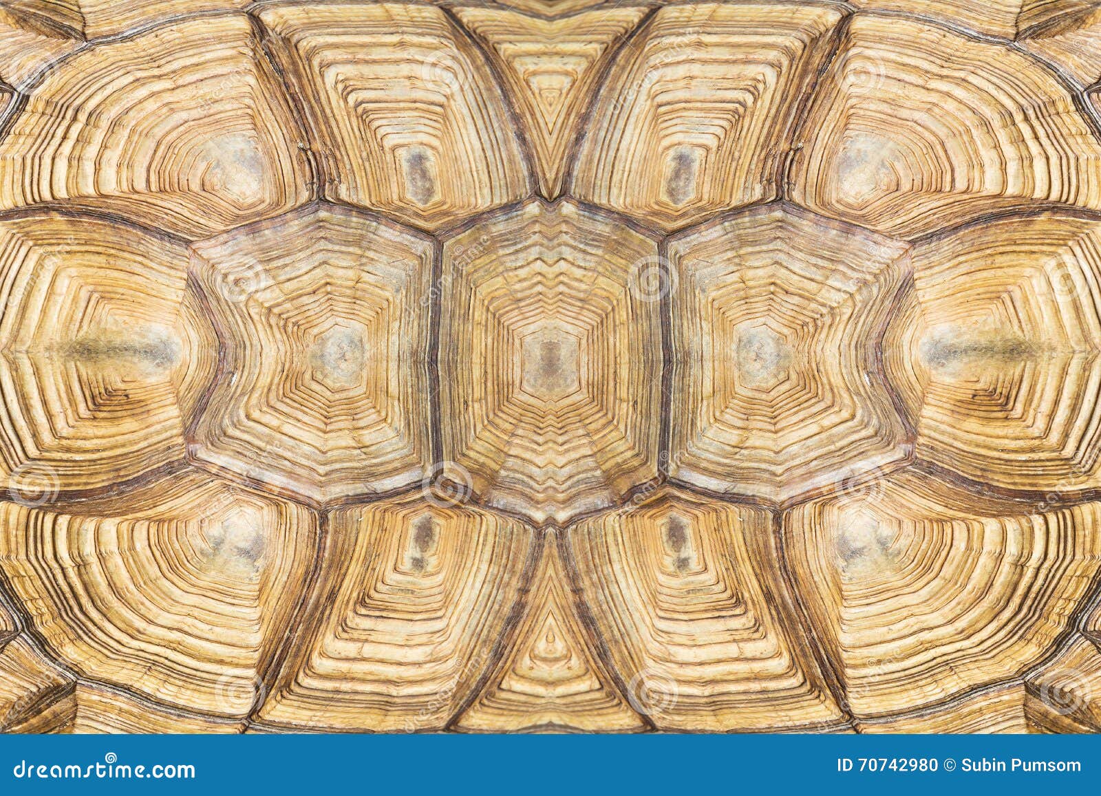 Turtle s back stock photo. Image of natural, back, armor - 70742980