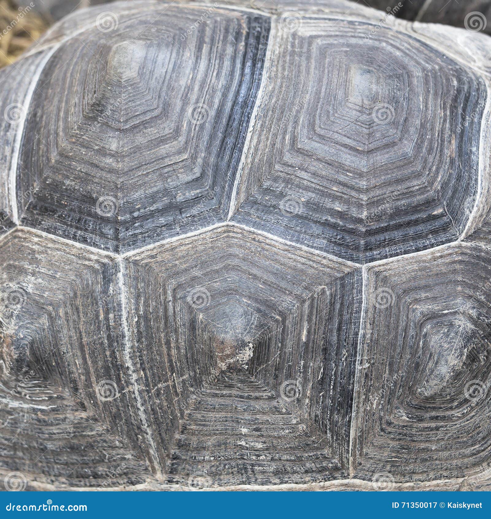 Turtle S Back Background Texture Stock Image - Image of harden, closeup ...