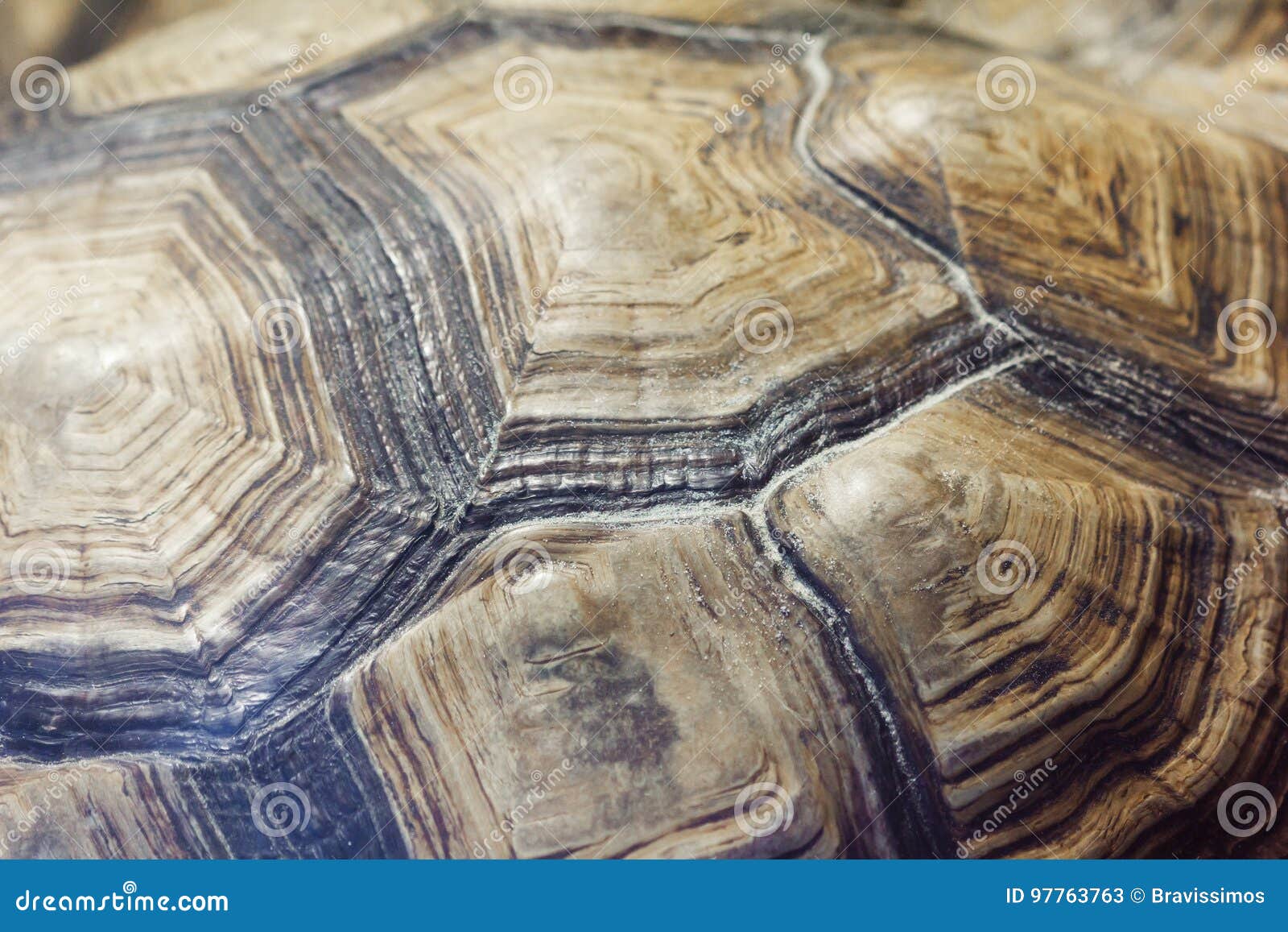 Turtle`s back background. stock image. Image of texture - 97763763