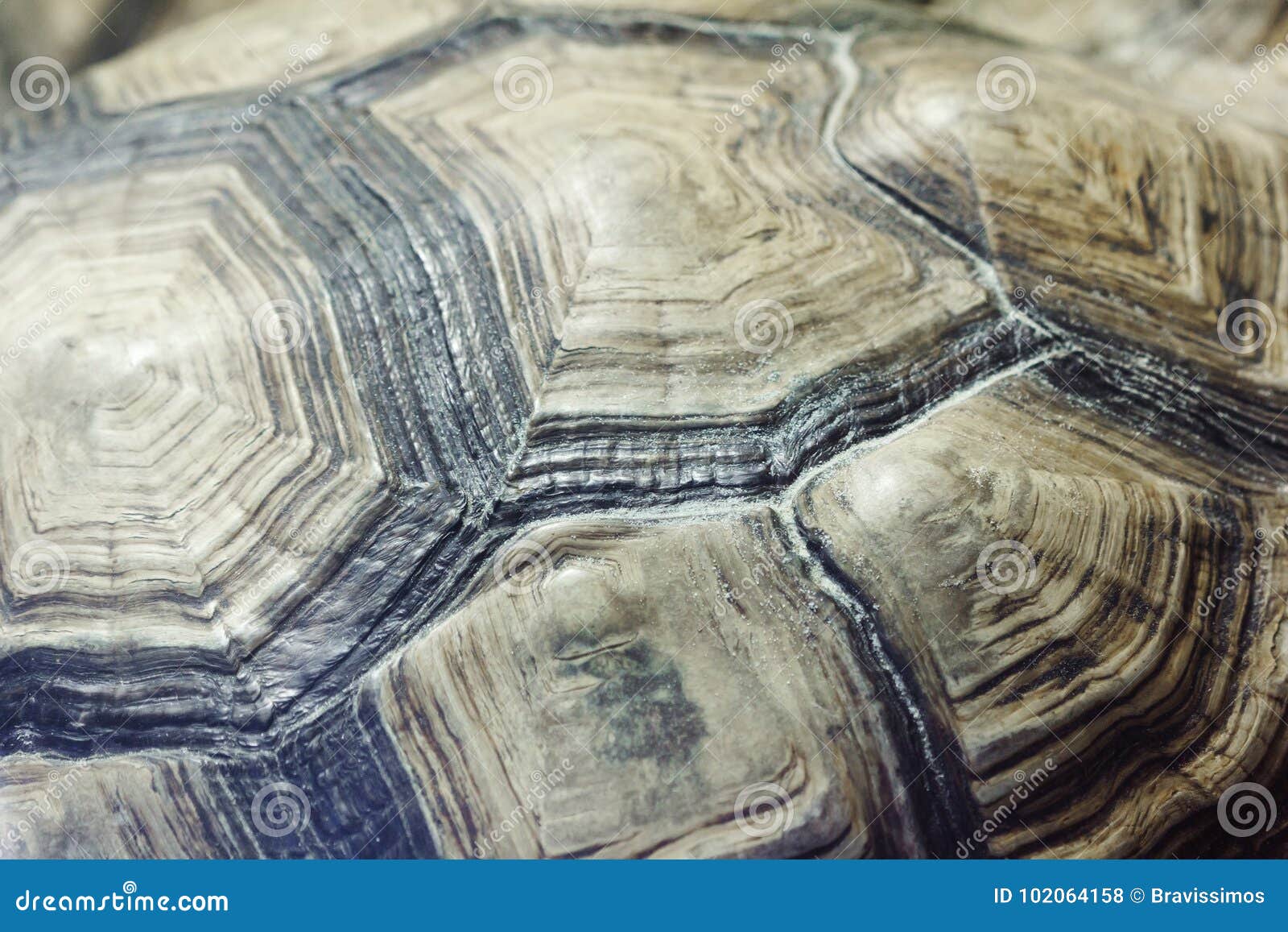 Turtle`s back background. stock photo. Image of natural - 102064158