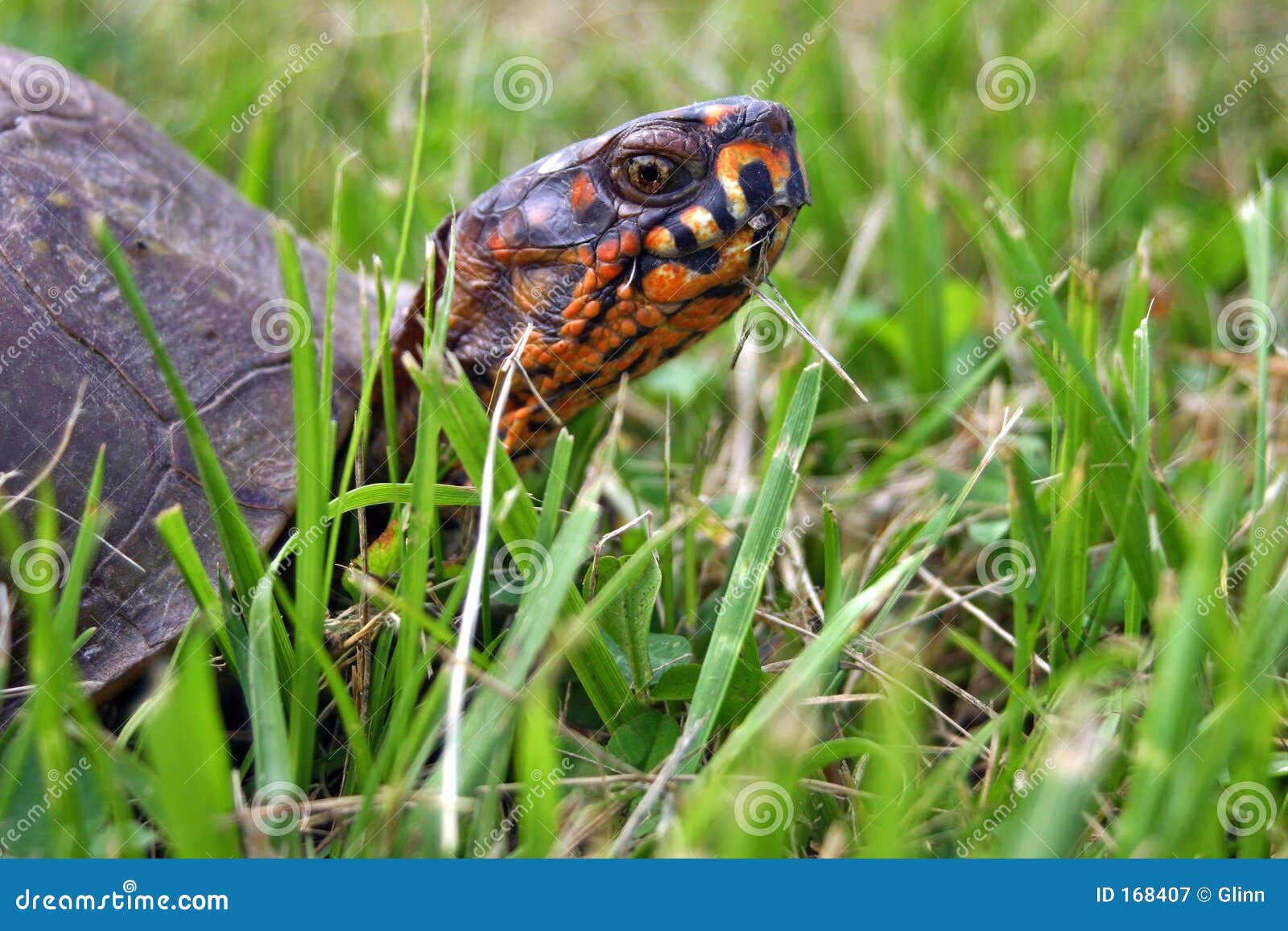 Turtle's Eye Picture. Image: 168407