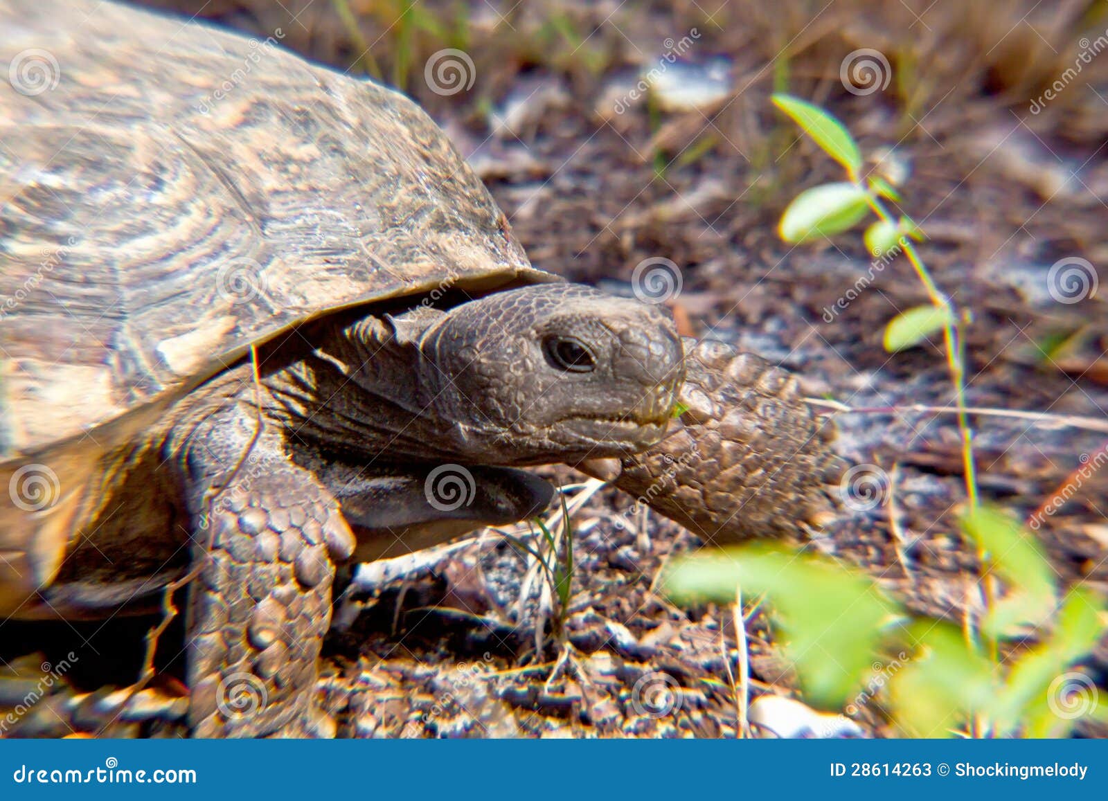 Turtle s head stock image. Image of natural, life, claw - 28614263