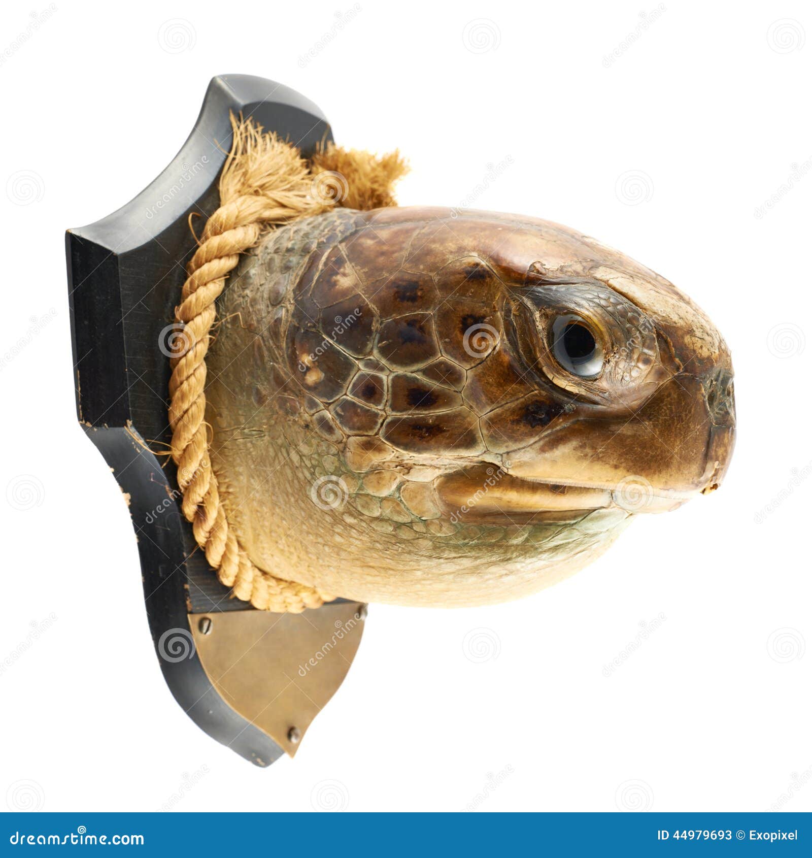 Turtle Trophy Stock Photos - Free & Royalty-Free Stock Photos from ...