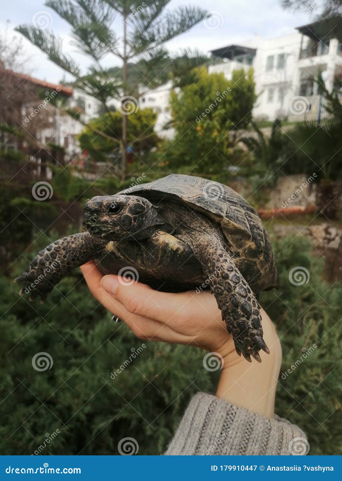 Turtle& X27;s Power in Hand Stock Image - Image of hand, power: 179910447