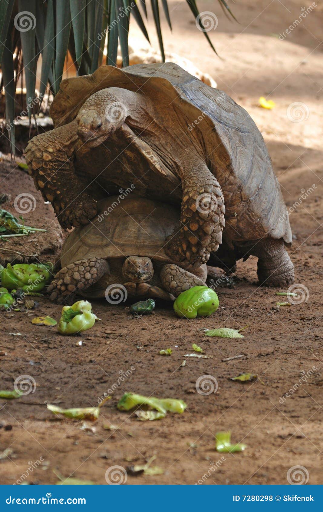 Turtle s procreation stock photo. Image of animals, ecology - 7280298
