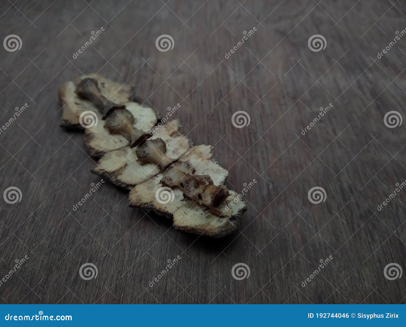 Turtle S Skeleton Back Bone Stock Photo - Image of wood, turtles: 192744046