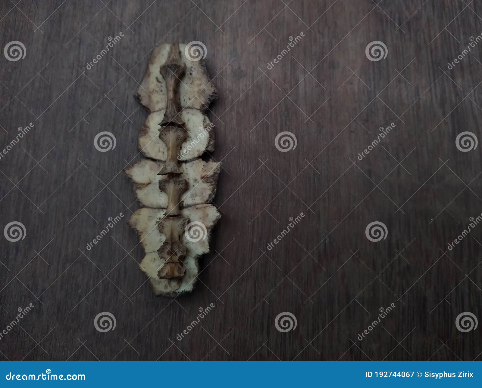Turtle S Skeleton Back Bone Stock Image - Image of metal, wing: 192744067