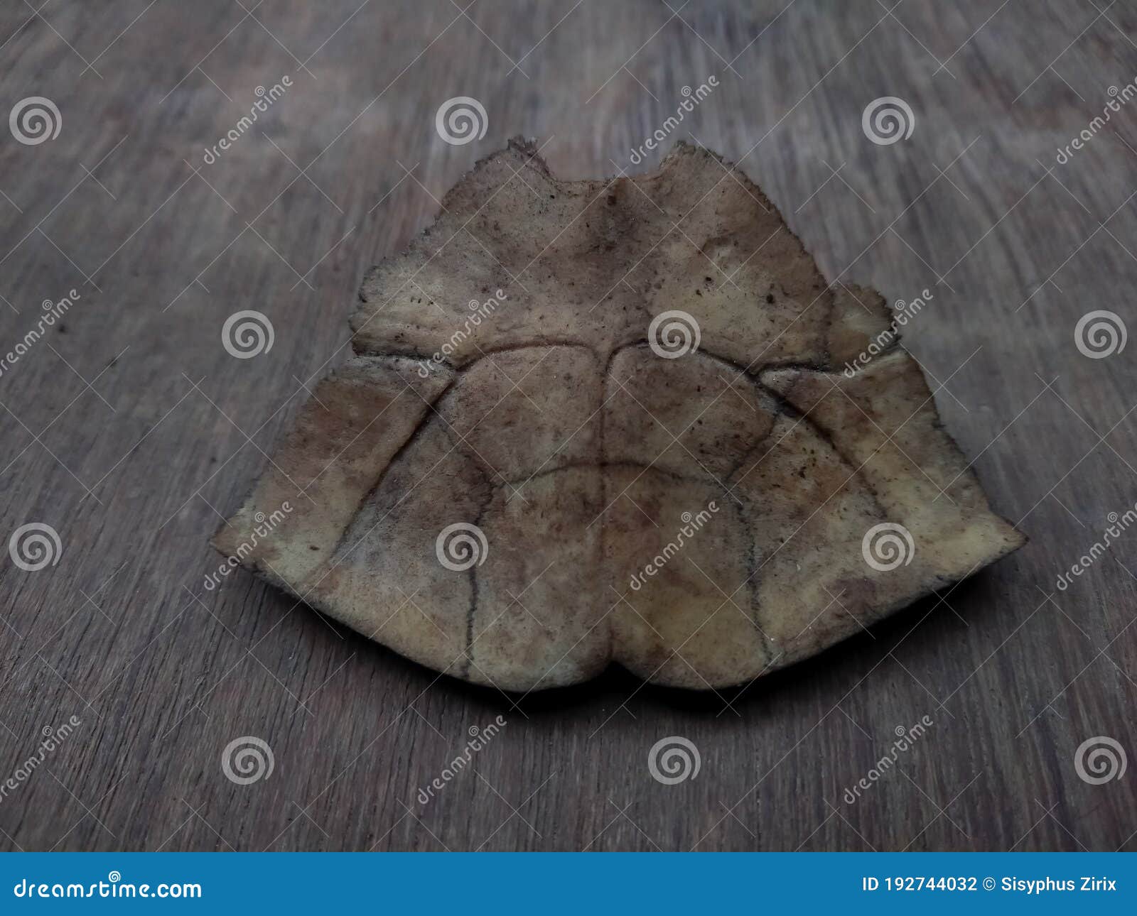 Turtle s tail portion bone stock photo. Image of geology - 192744032