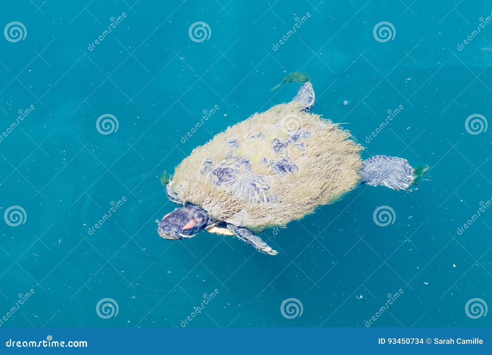 Turtle stock photo. Image of close, nature, river, amphibian - 93450734