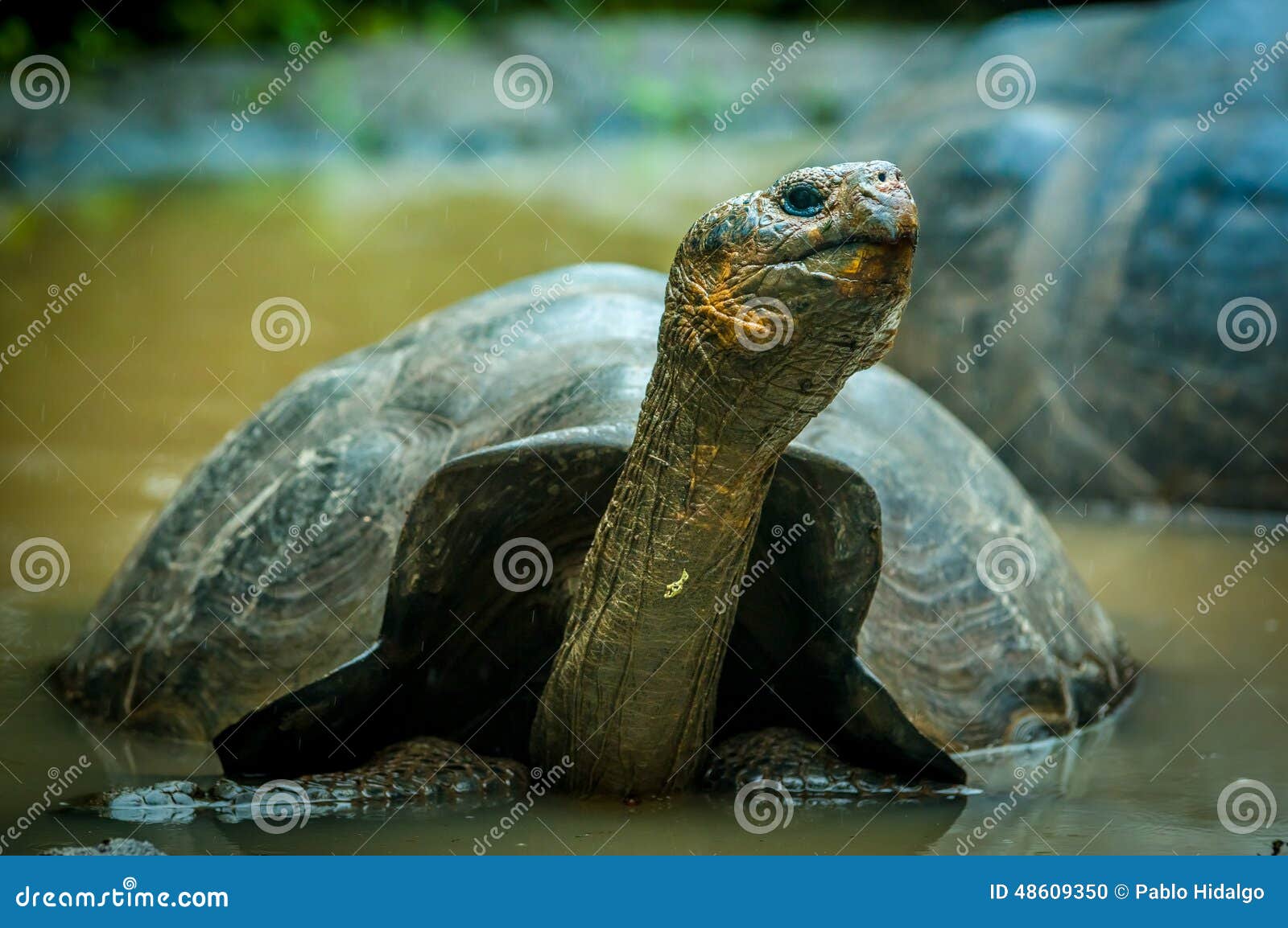 Turtle in San Cristobal Galapagos Islands Stock Photo - Image of fauna ...
