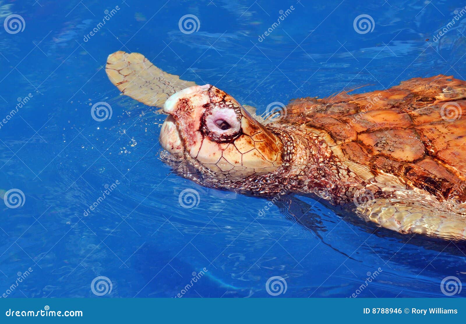 Turtle sanctuary stock photo. Image of ocean, beach, salvador - 8788946