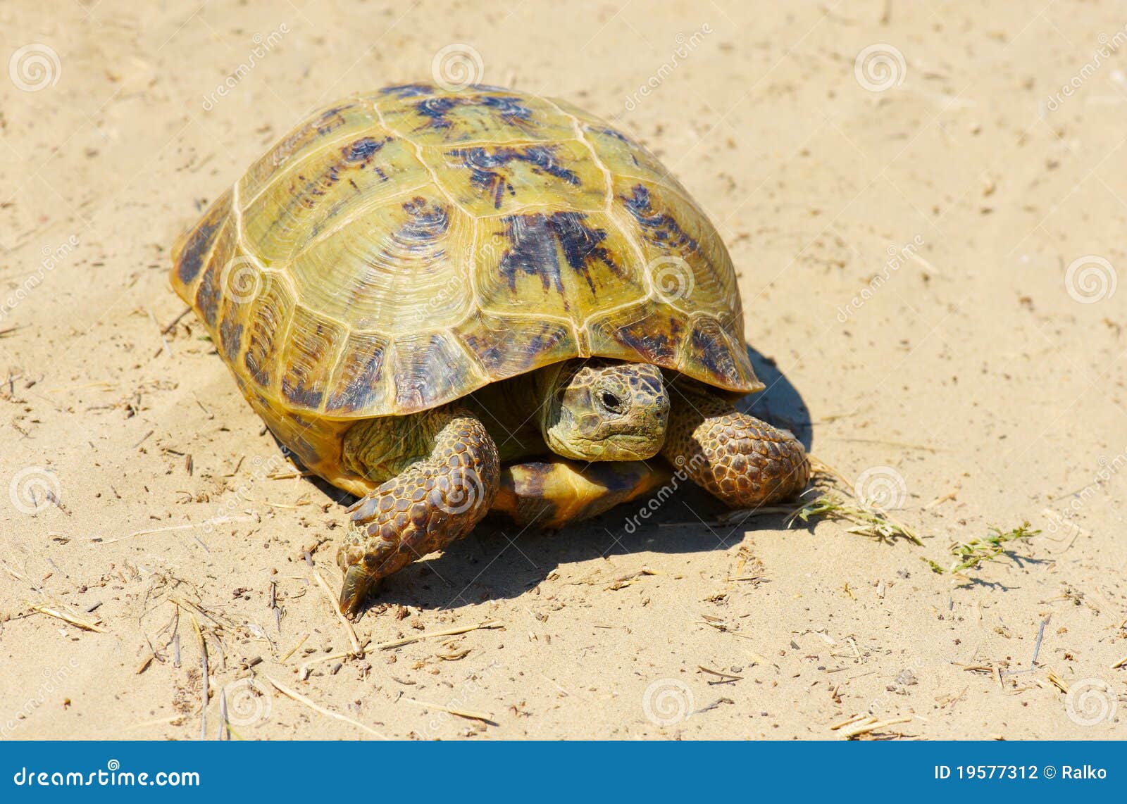 Turtle On Sand Stock Photography - Image: 19577312