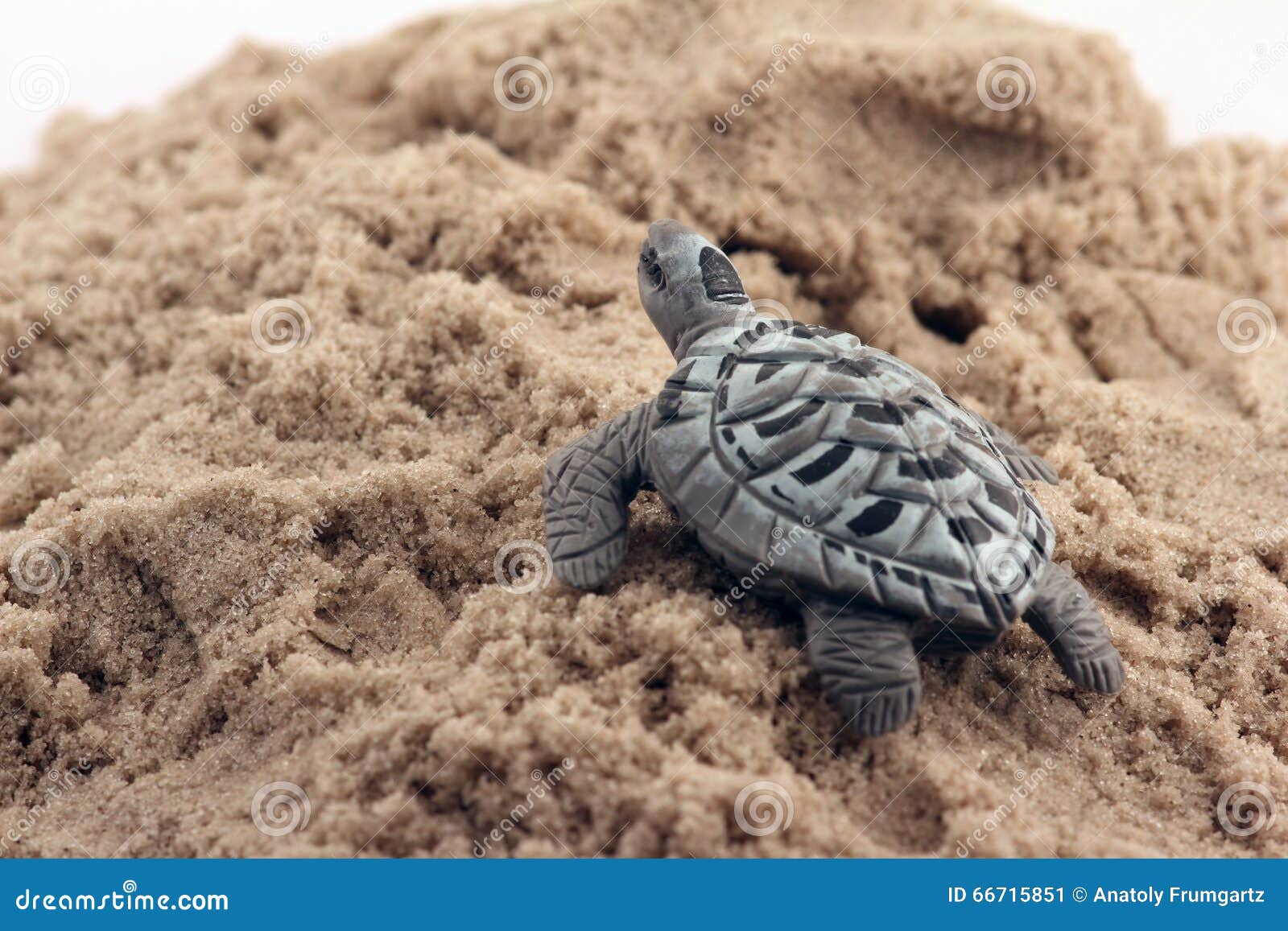 Turtle stock image. Image of play, animal, problem, sand - 66715851