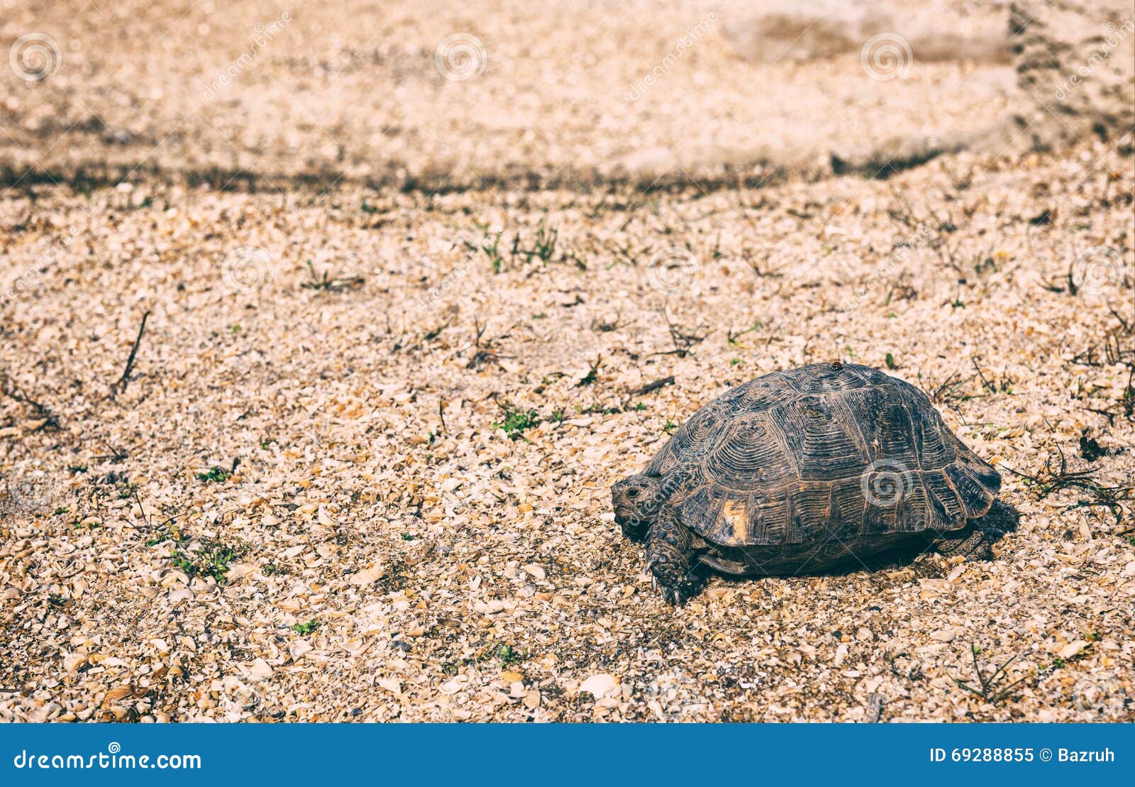 Turtle stock image. Image of face, grass, amphibians - 69288855