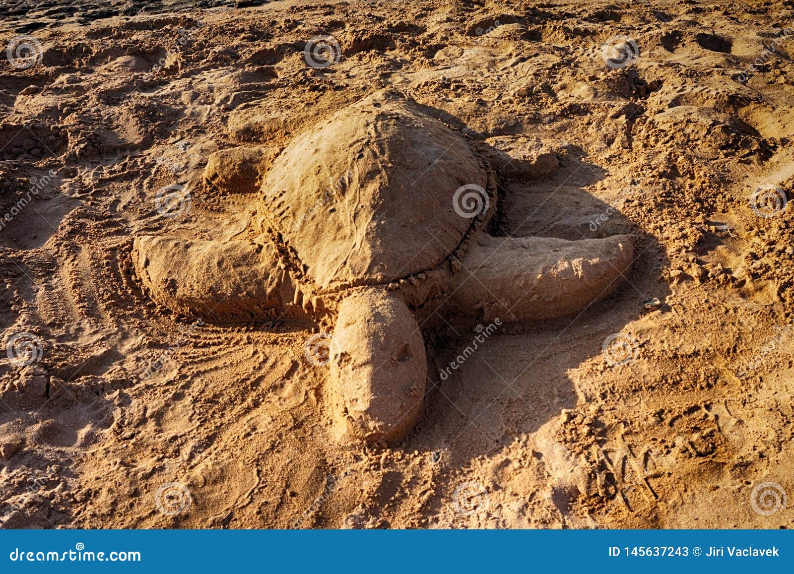 Turtle from the sand stock image. Image of destination - 145637243