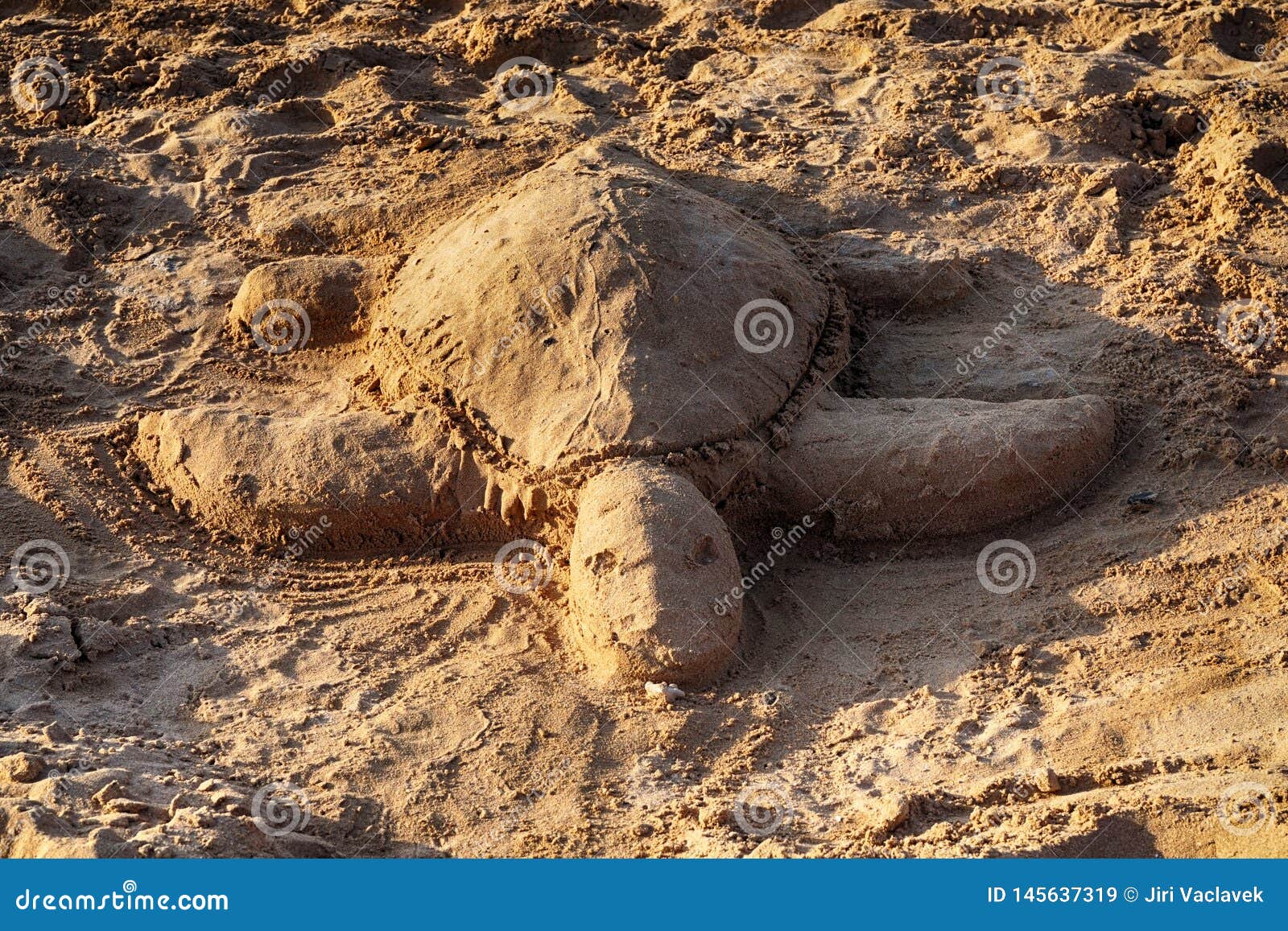 Turtle from the sand stock image. Image of sandy, white - 145637319