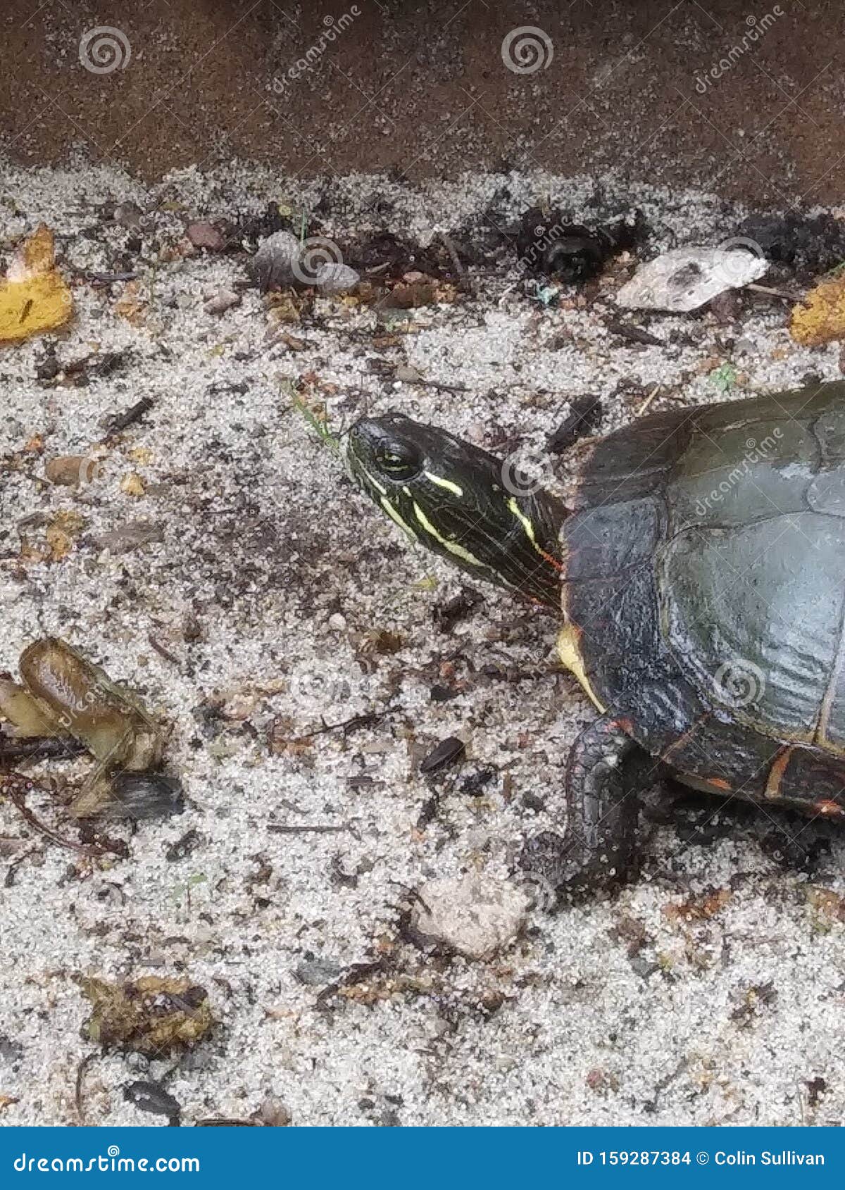 Turtle in the sand stock photo. Image of reptile, animal - 159287384
