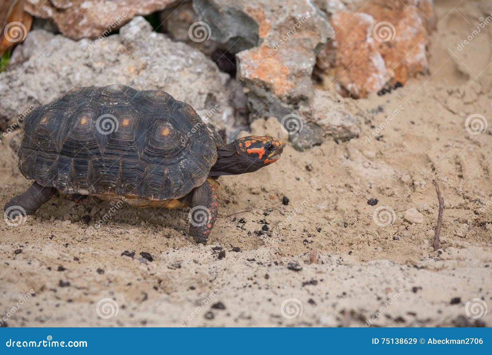 Turtle in the sand stock image. Image of wildlife, hare - 75138629