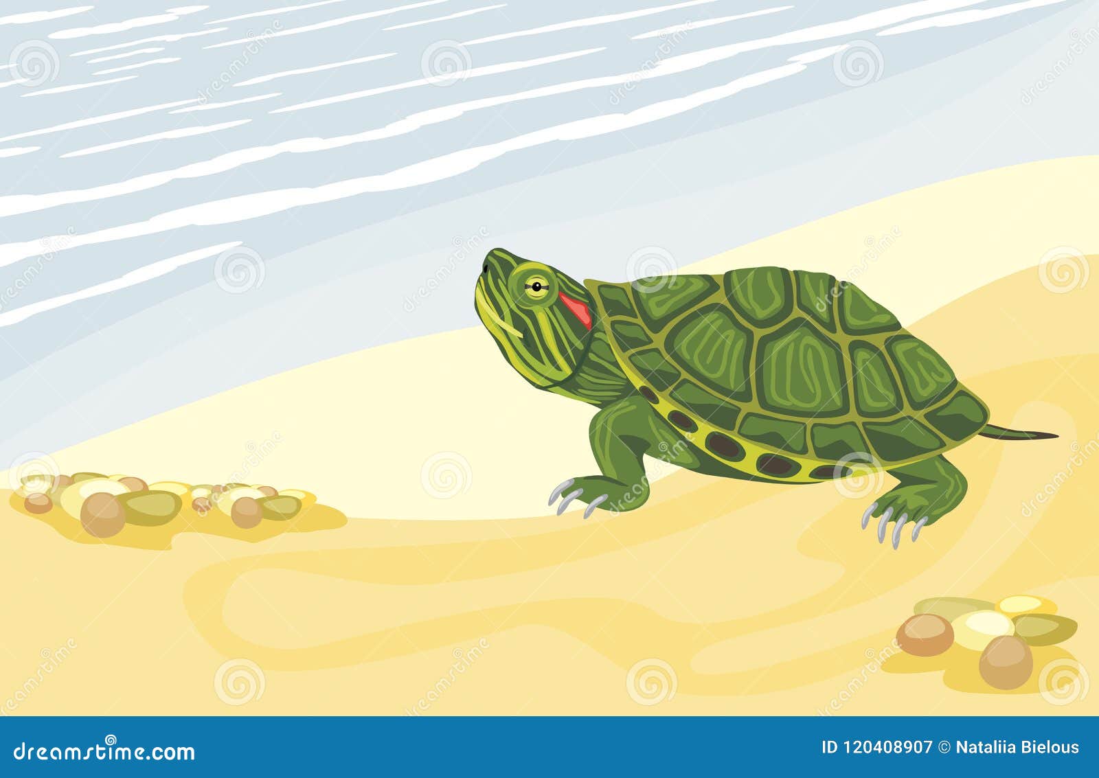 Trachemys Scripta Elegans Red-eared Slider, Red-eared Terrapin, Water ...