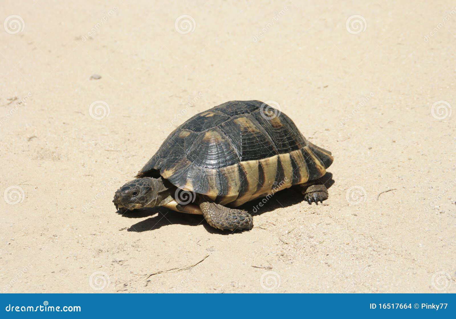 Turtle - Sardinia, Italy stock photo. Image of color - 16517664