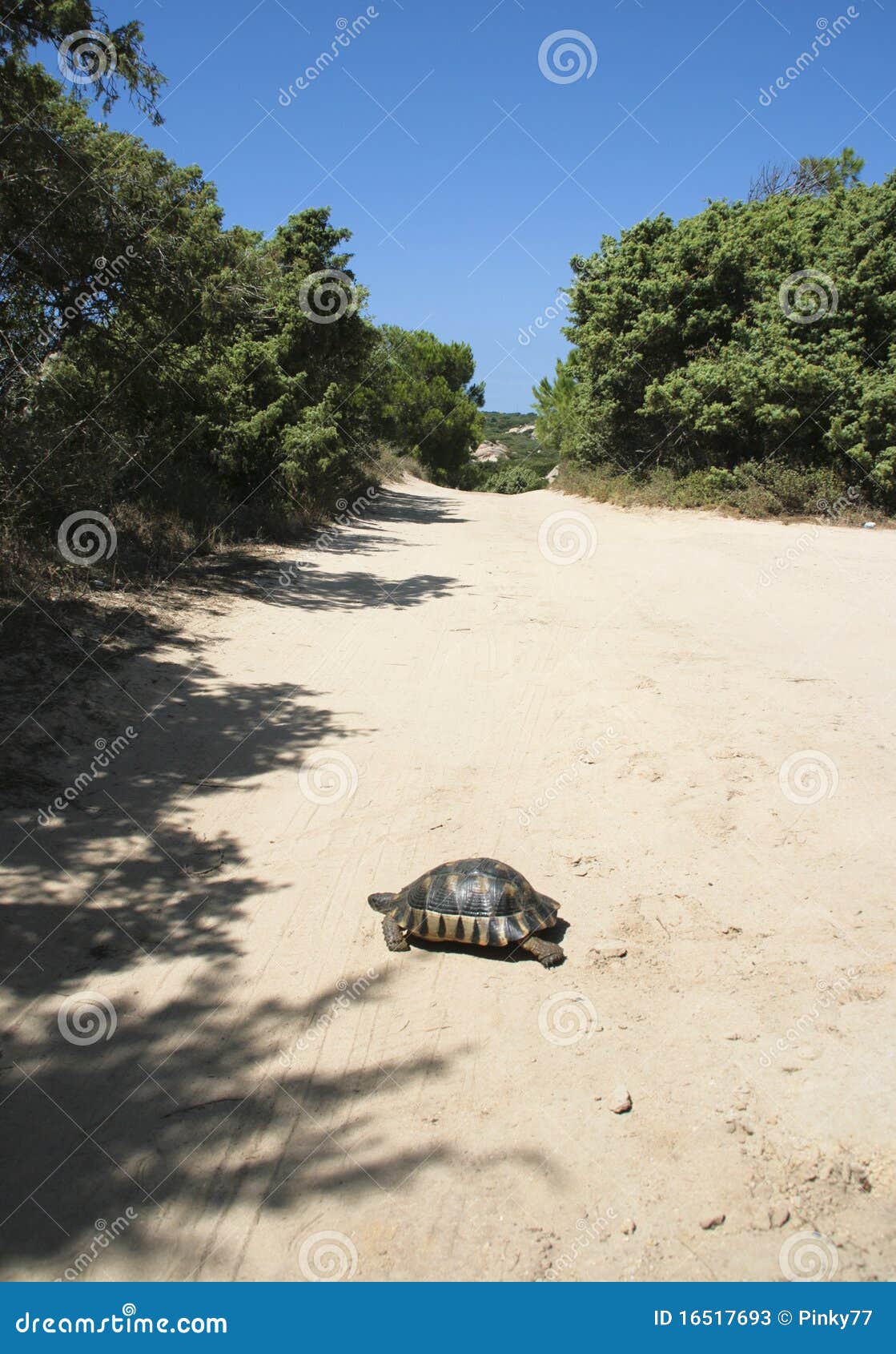 Turtle - Sardinia, Italy stock image. Image of shell - 16517693