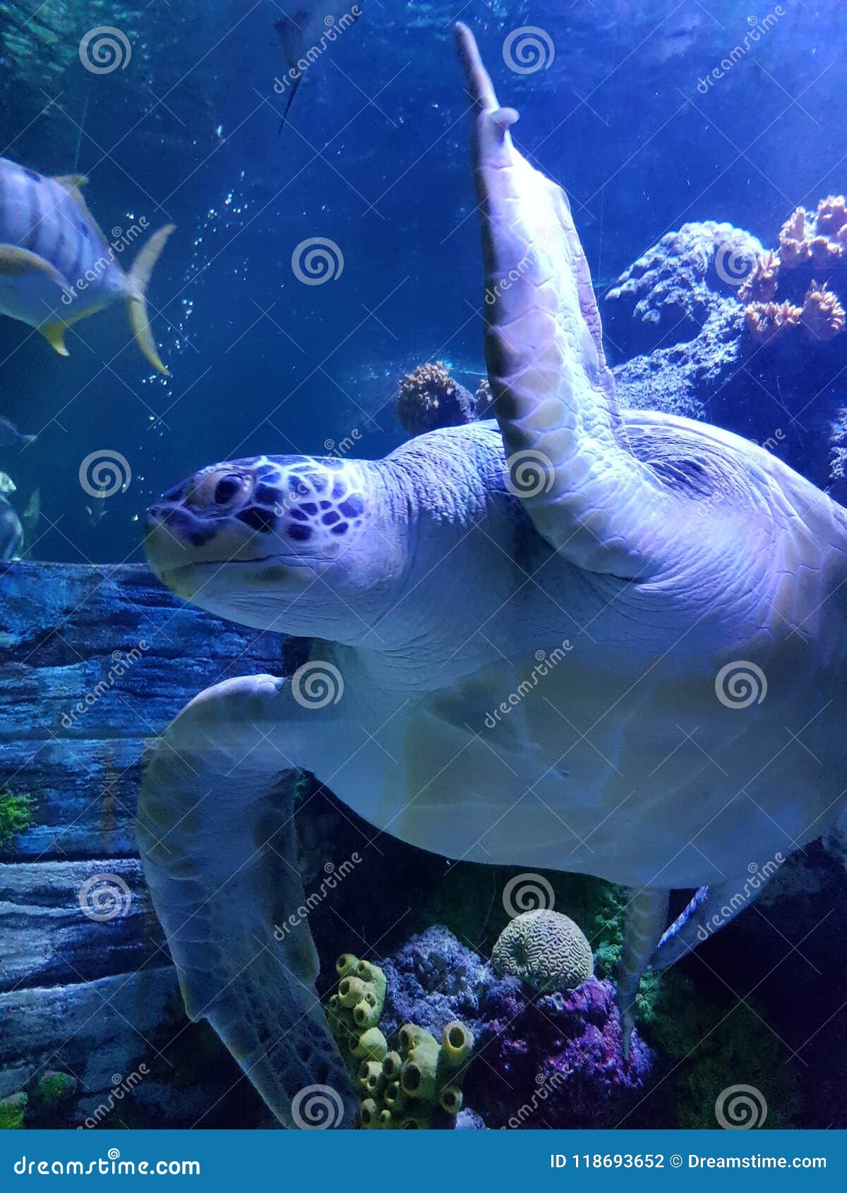Turtle say Hello stock photo. Image of hello, look, water - 118693652