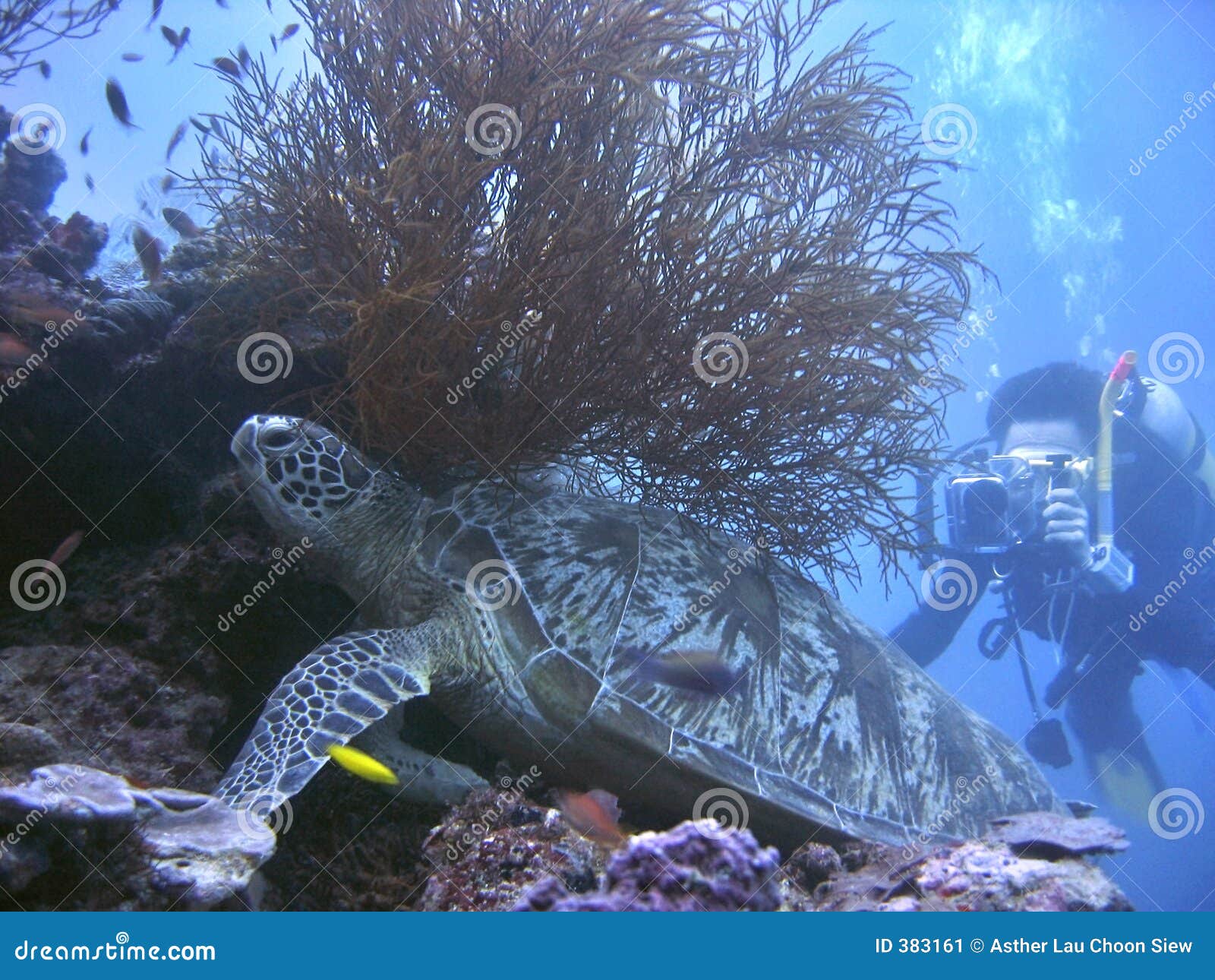 Turtle Scene stock image. Image of diver, aquatic, underwater - 383161