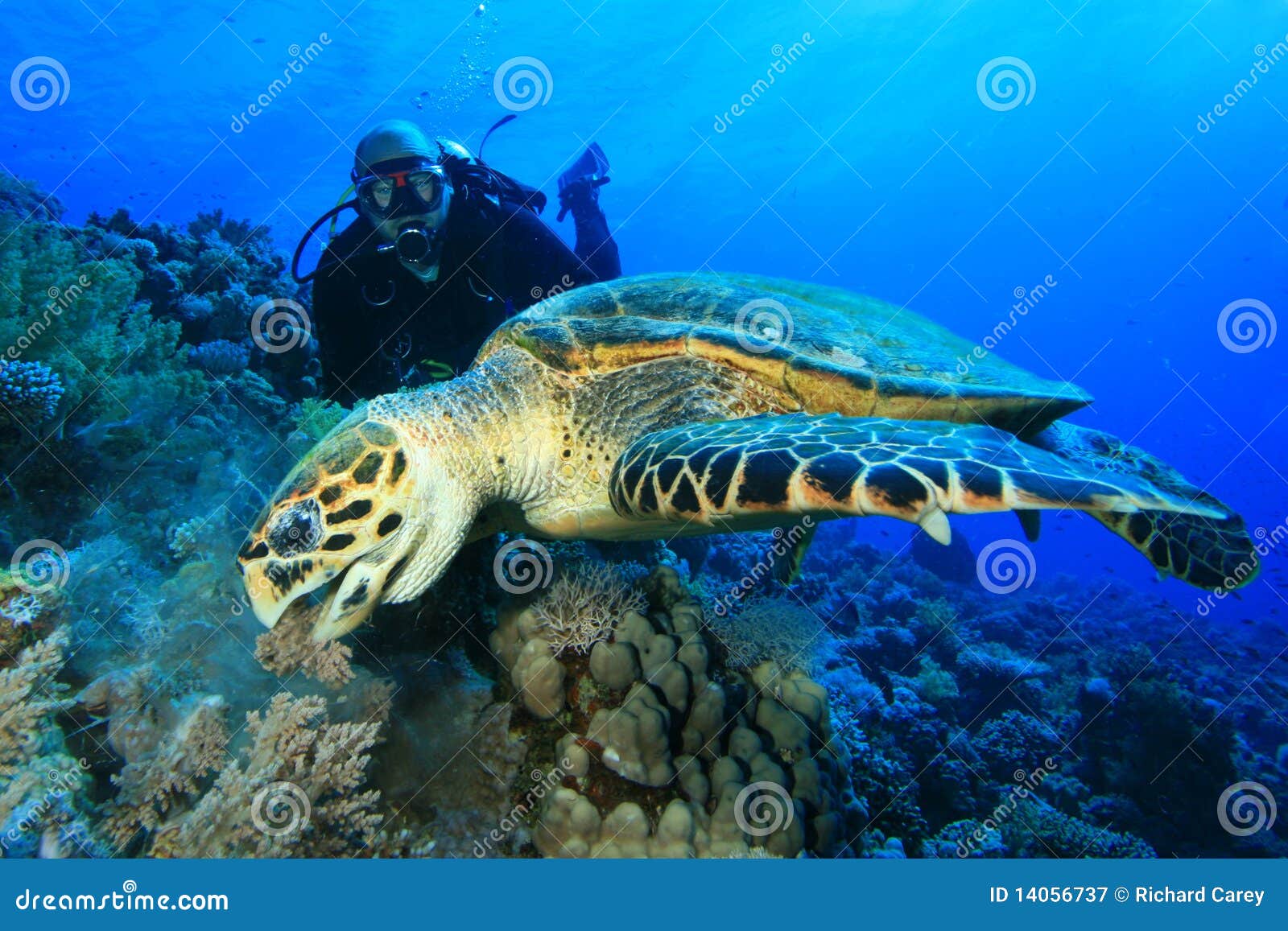 Turtle Scuba Divers Sipadan Island Coral Reef Borneo Stock Image ...