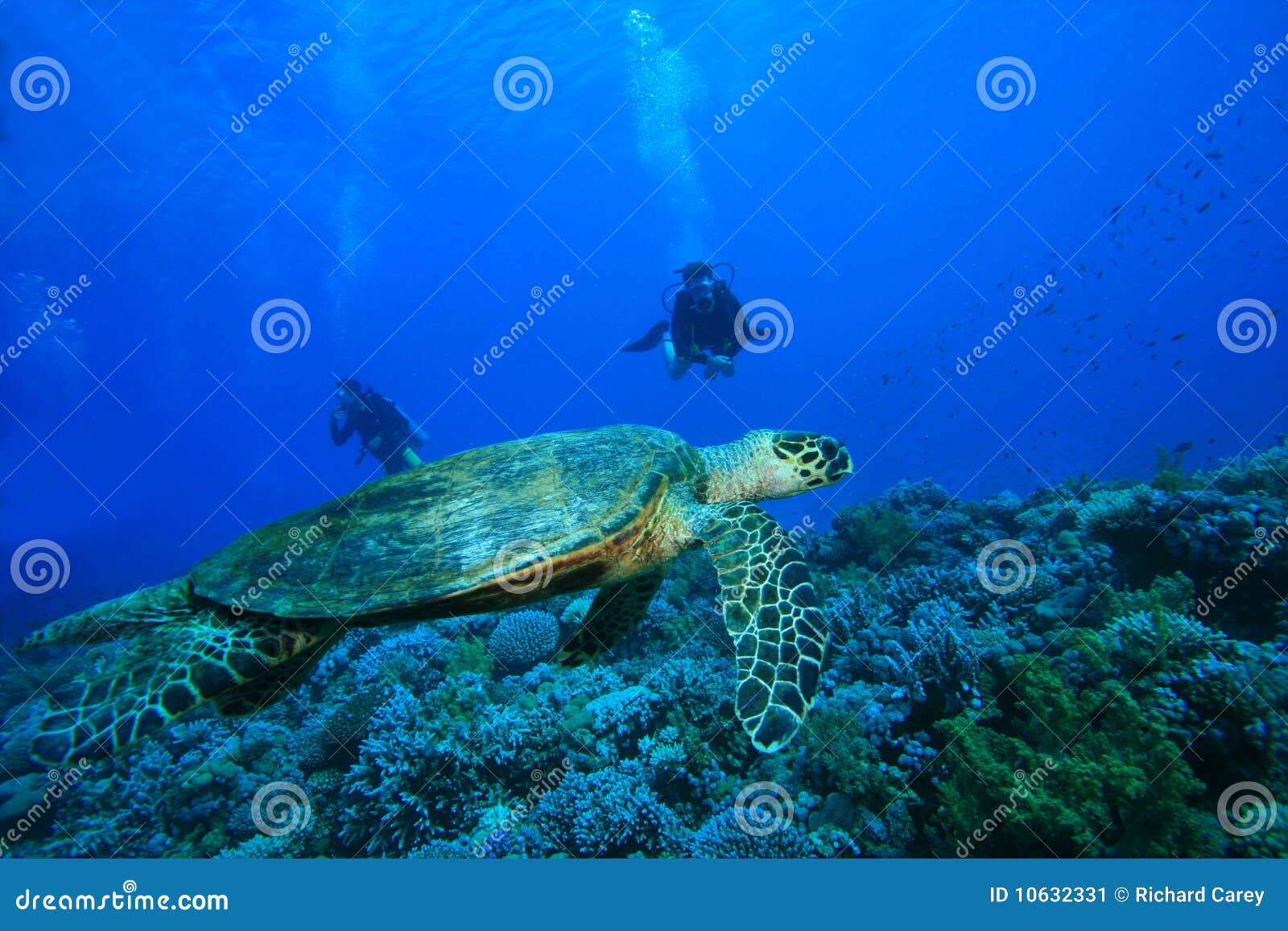 Turtle and Scuba Divers stock image. Image of diver, colorful - 10632331
