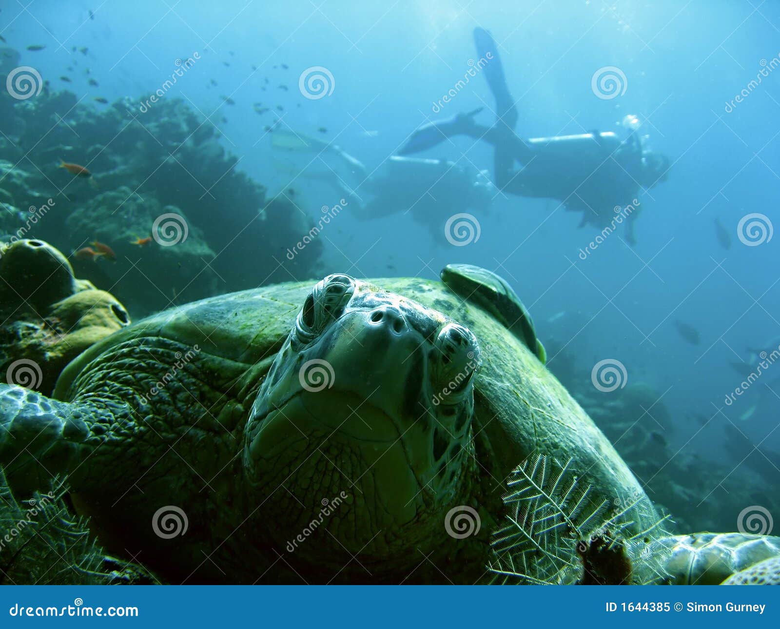 Turtle Scuba Divers Sipadan Island Coral Reef Borneo Stock Image ...