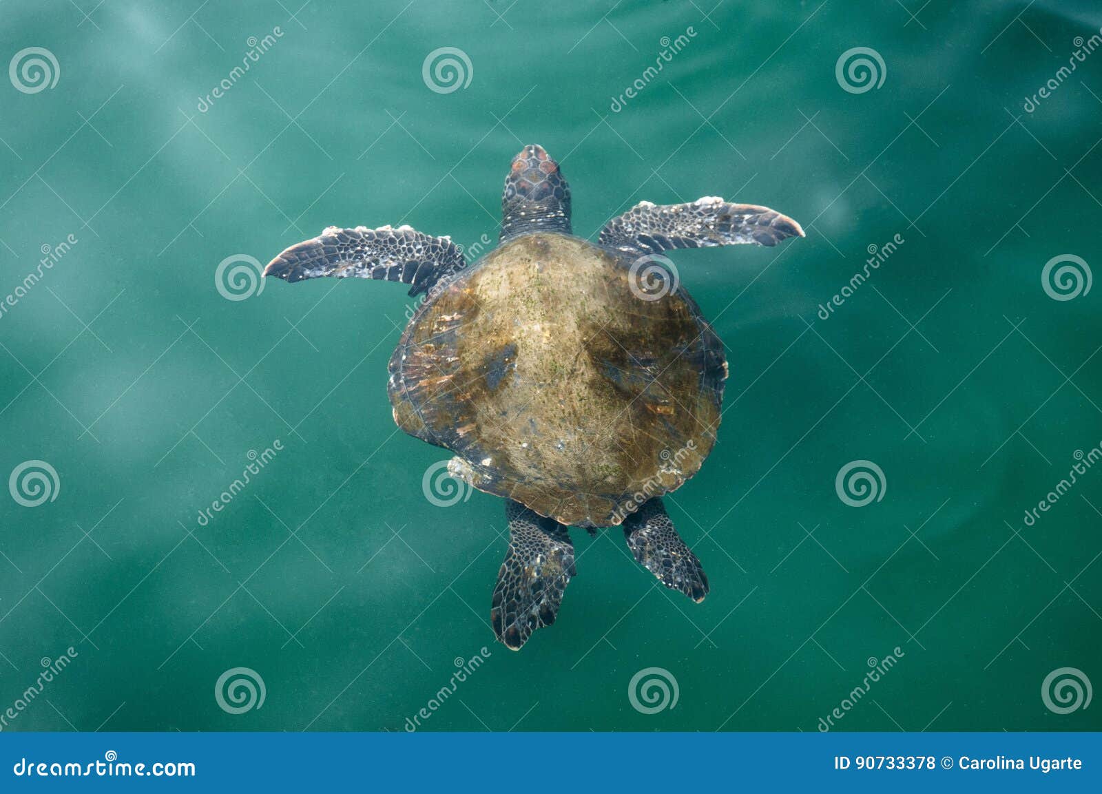 Turtle stock photo. Image of south, life, island, pacific - 90733378