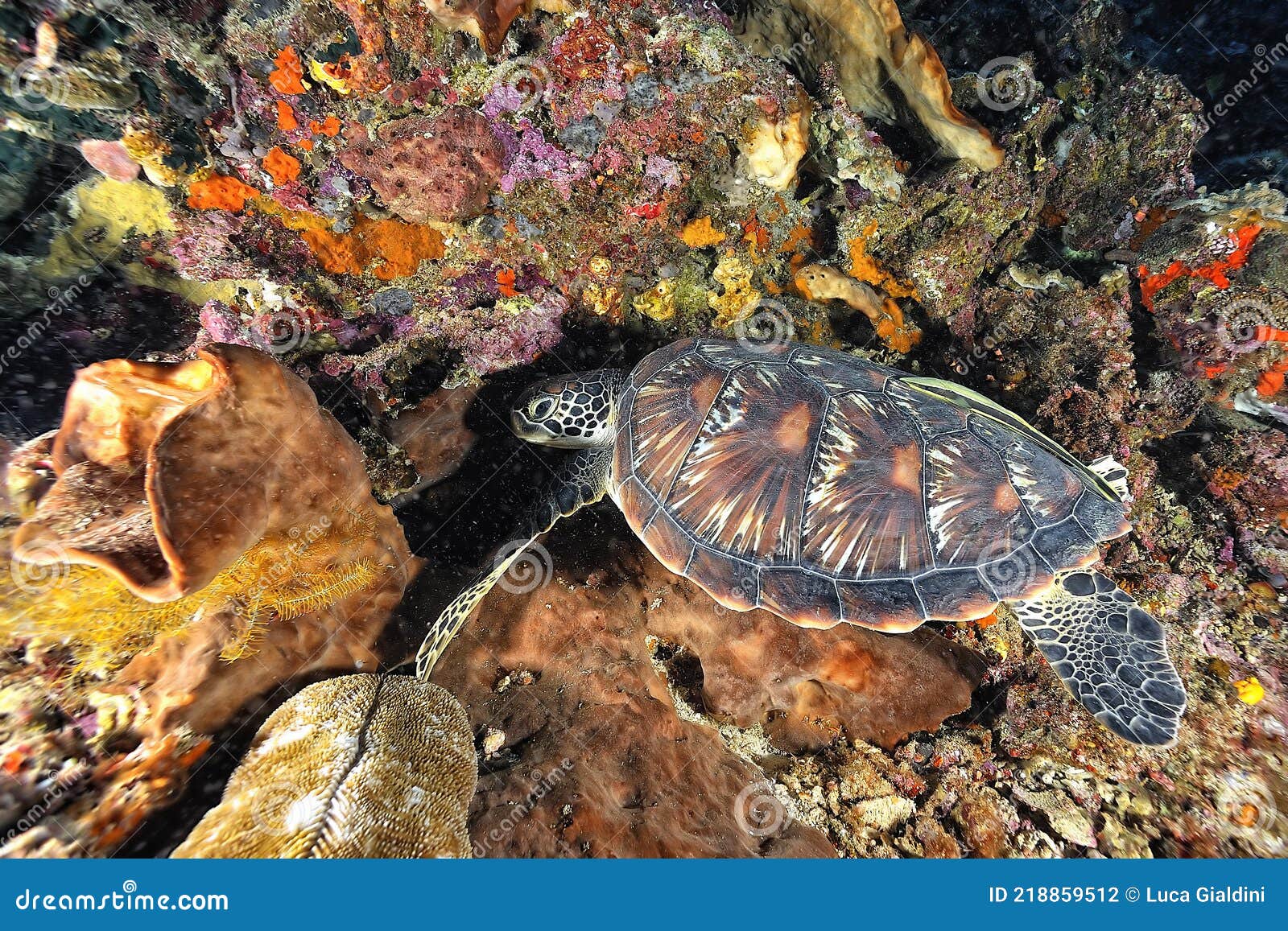 A turtle in the sea stock photo. Image of protected - 218859512