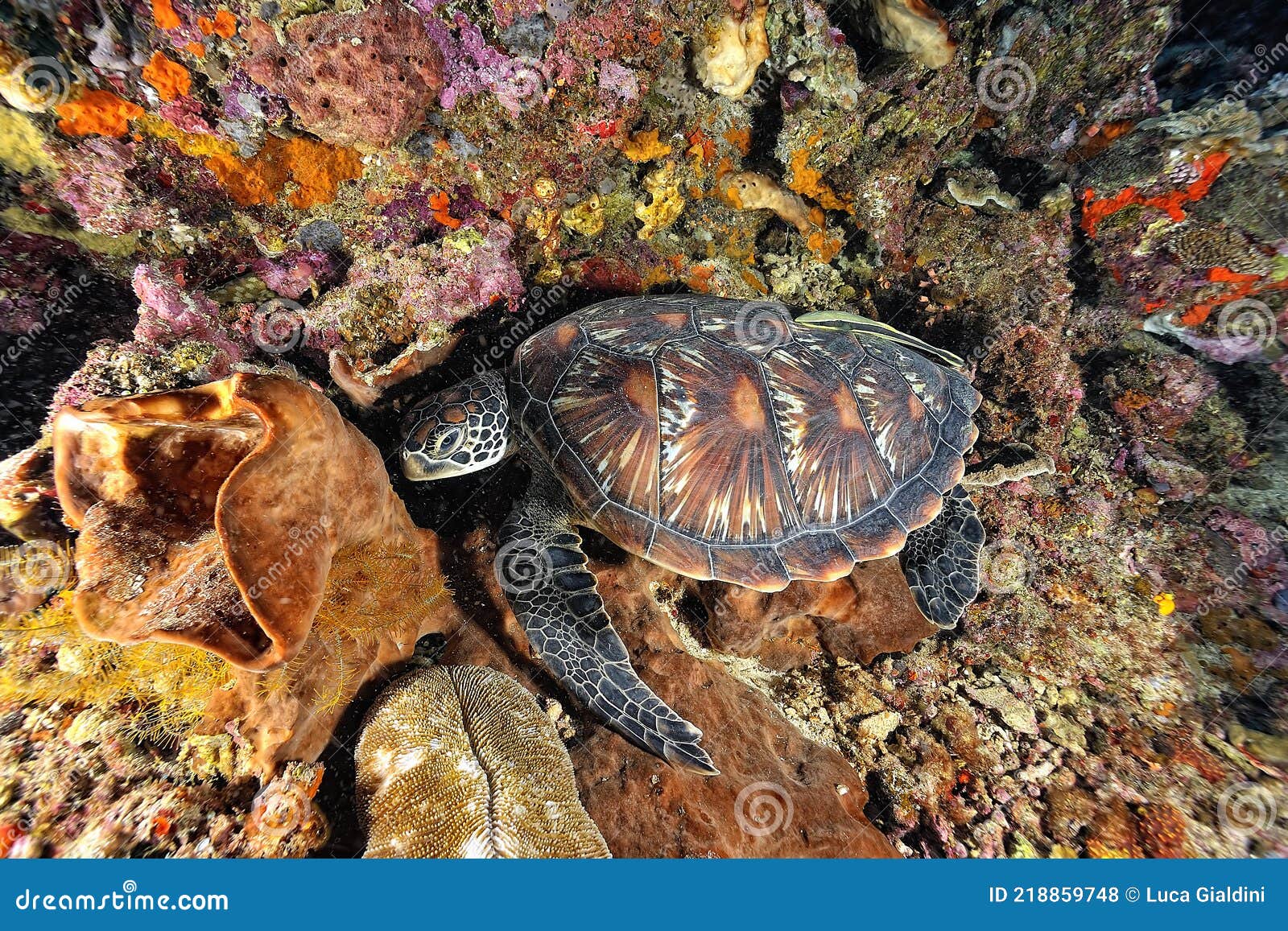 A turtle in the sea stock photo. Image of environment - 218859748