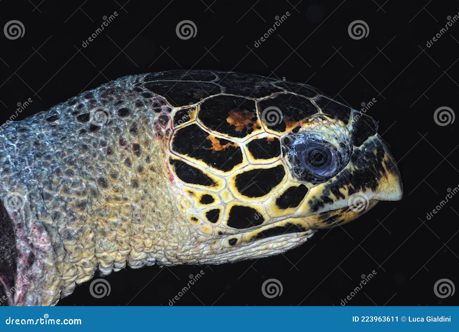 A turtle in the sea stock image. Image of coral, female - 223963611