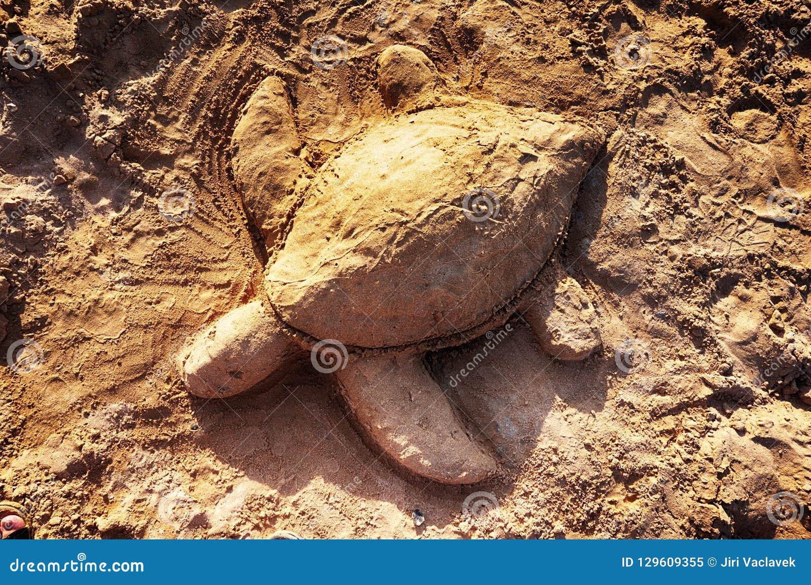 Turtle from the sea sand stock image. Image of coast - 129609355