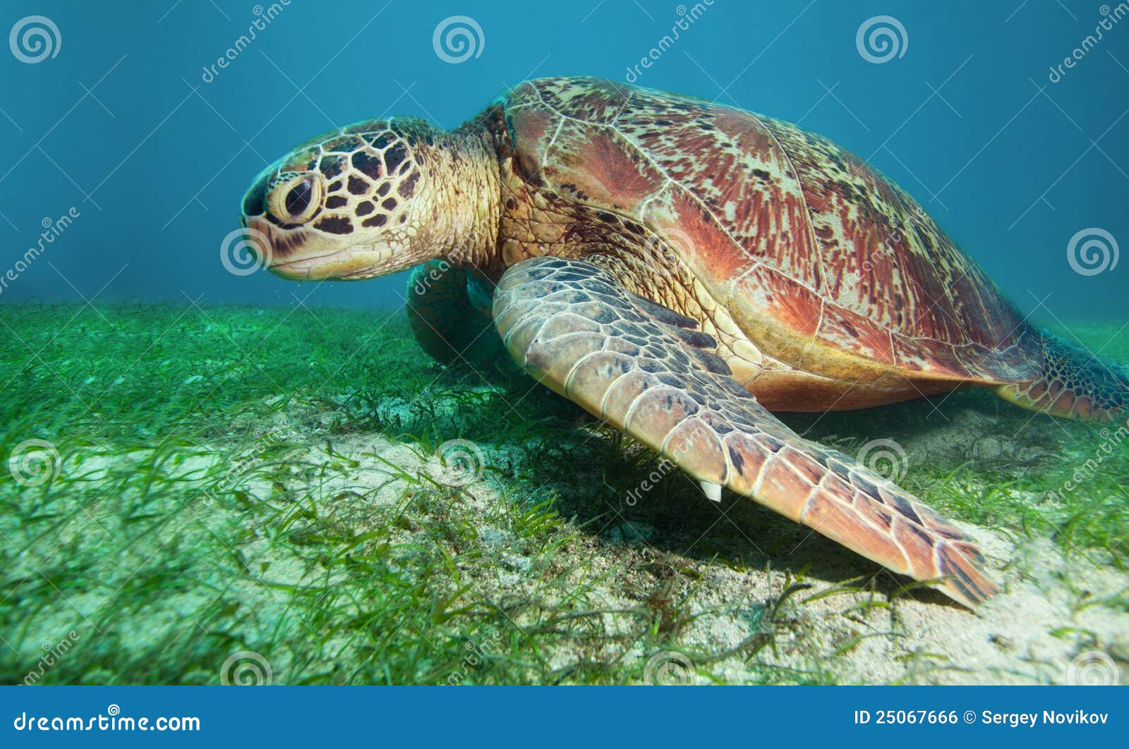 Sea Turtle In Seaweed Of Tropical Lagoon. Green Turtle Swim Underwater ...